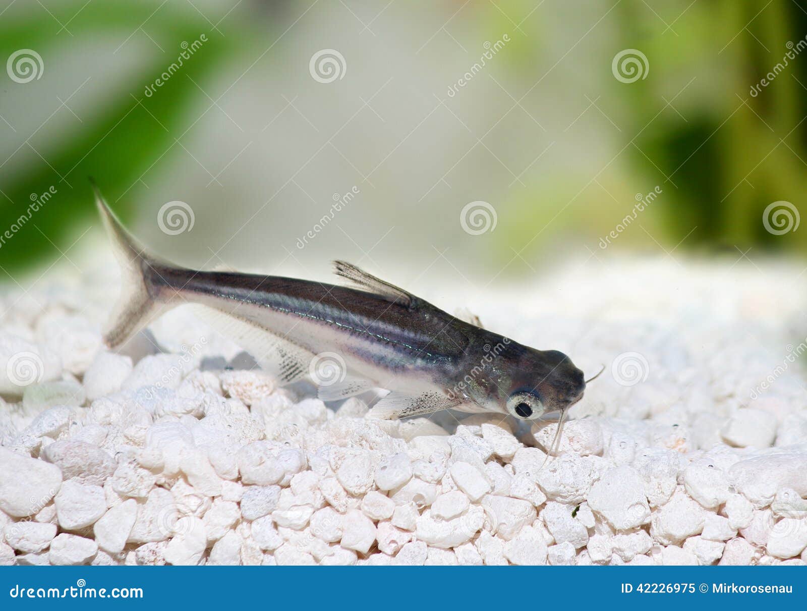 Pangasius Catfish Pangasius Hypophthalmus Immagine Stock - Immagine di ...