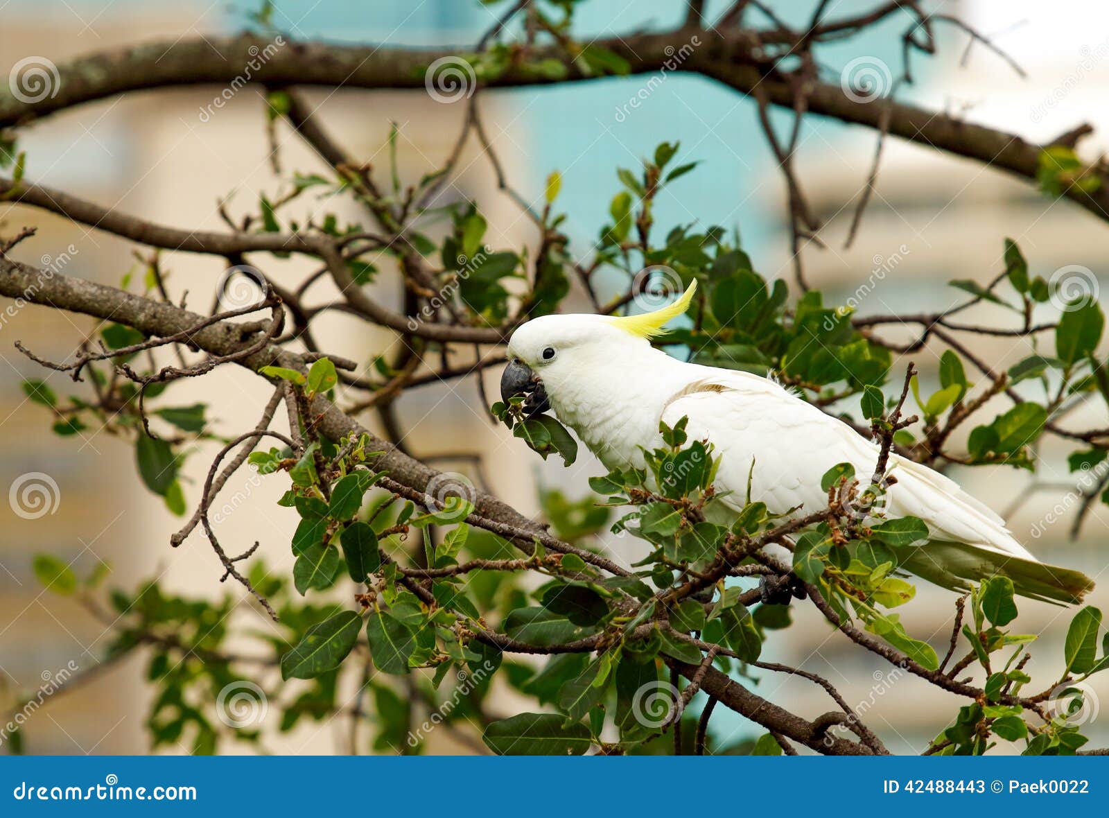 Cockatoo bird immagine stock. Immagine di australia, colorato - 42488443