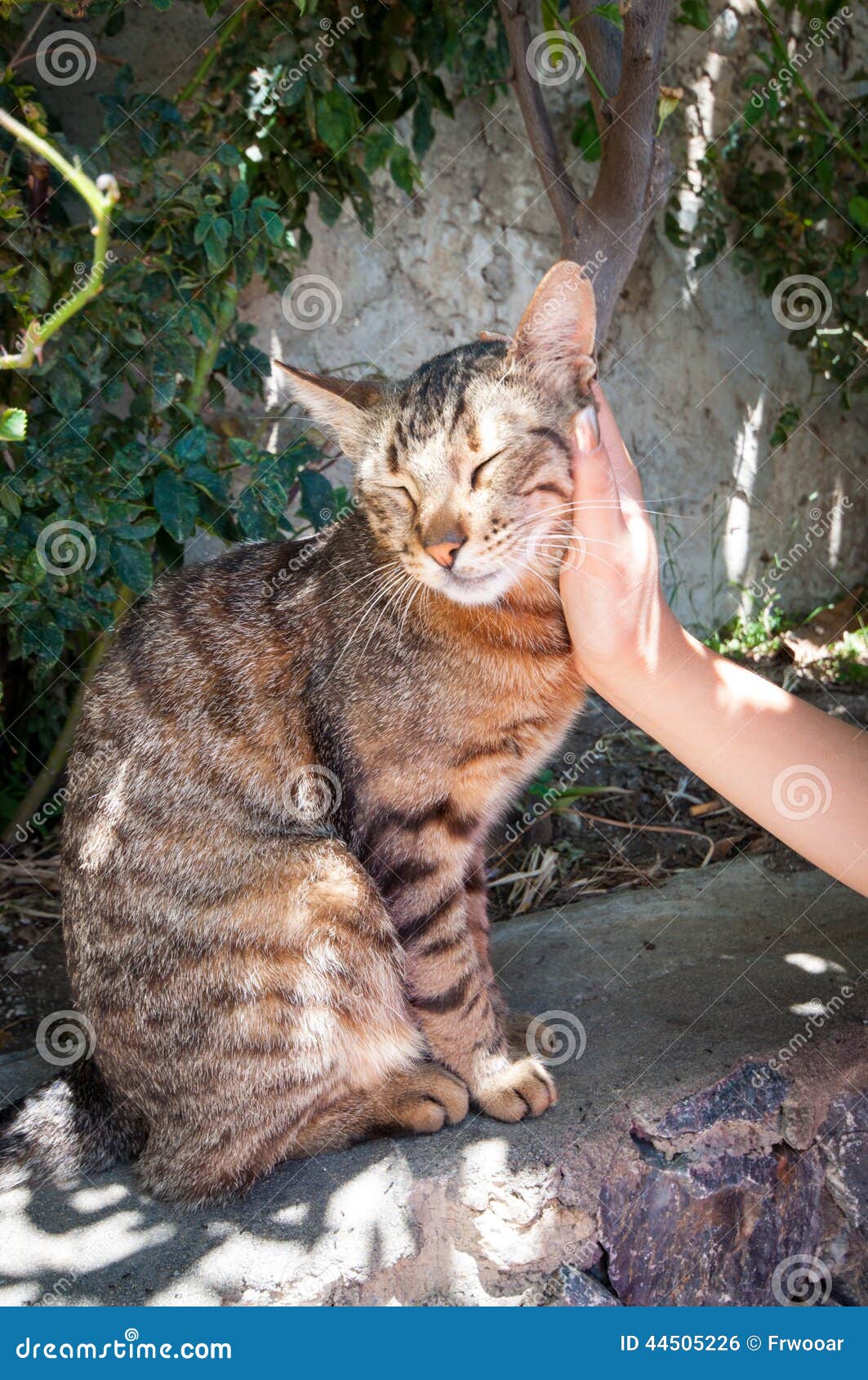 Content Cat Being Pet by Human Fotografia Stock - Immagine di umano ...