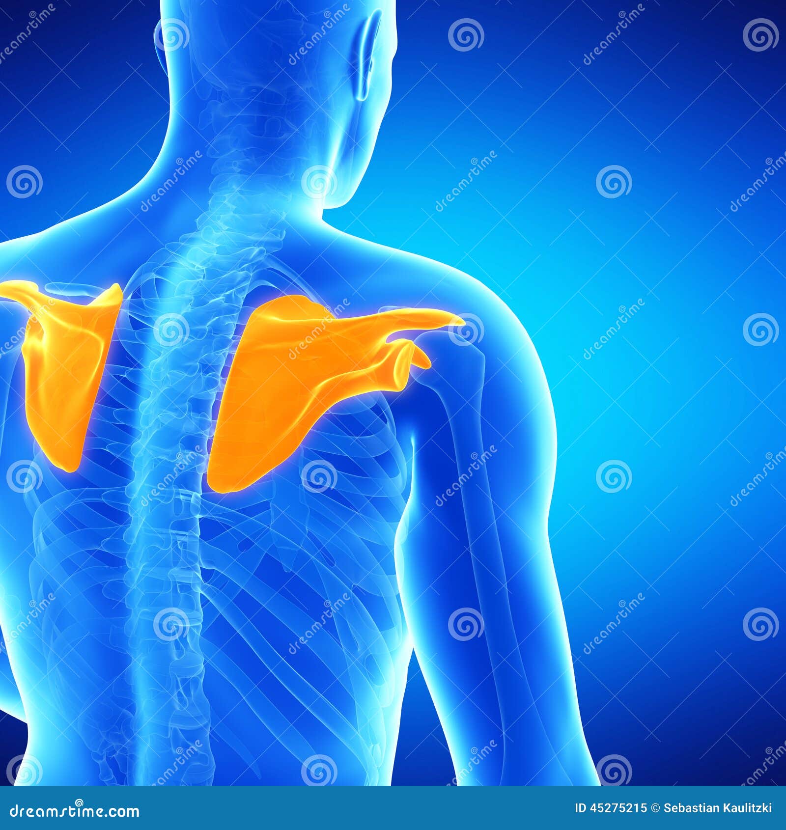 The shoulder blades ilustração stock. Ilustração de ciência - 45275215