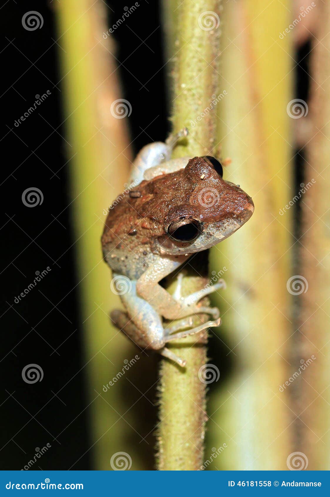 Frog on a Straw stockfoto. Bild von wildnis, schacht - 46181558