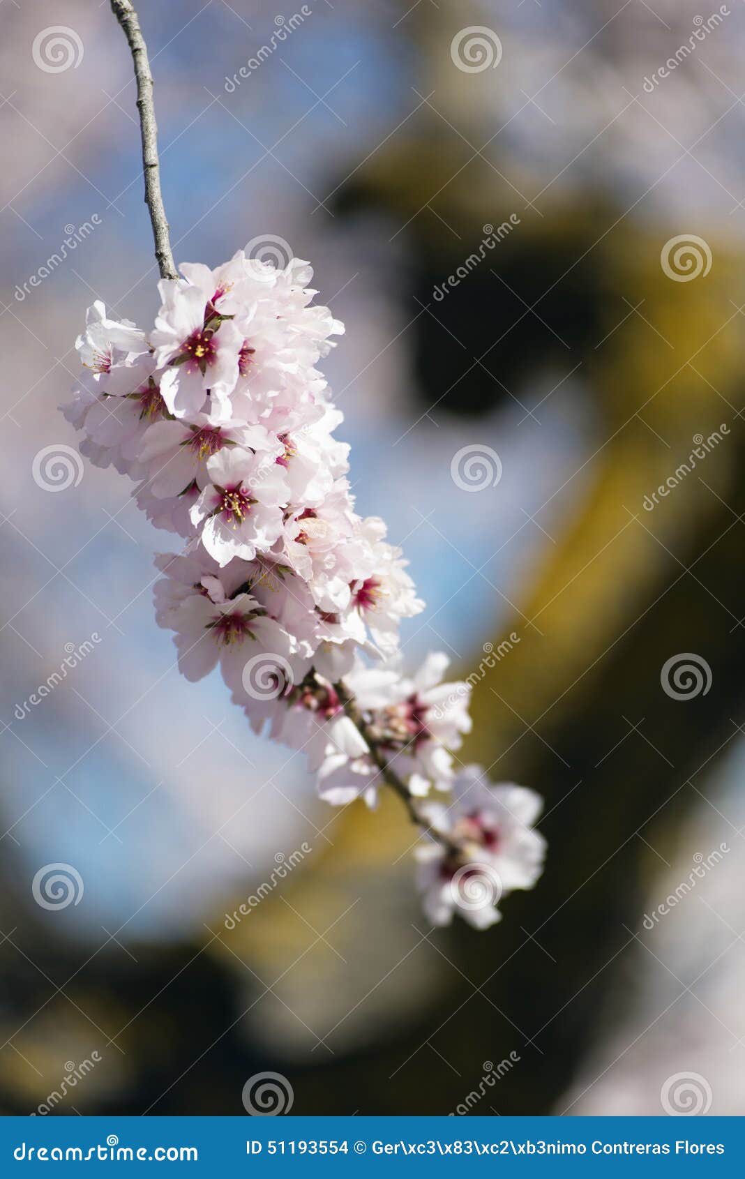 A Branch of Almond Tree Flowers 库存照片 - 图片 包括有 乡下, 颜色: 51193554