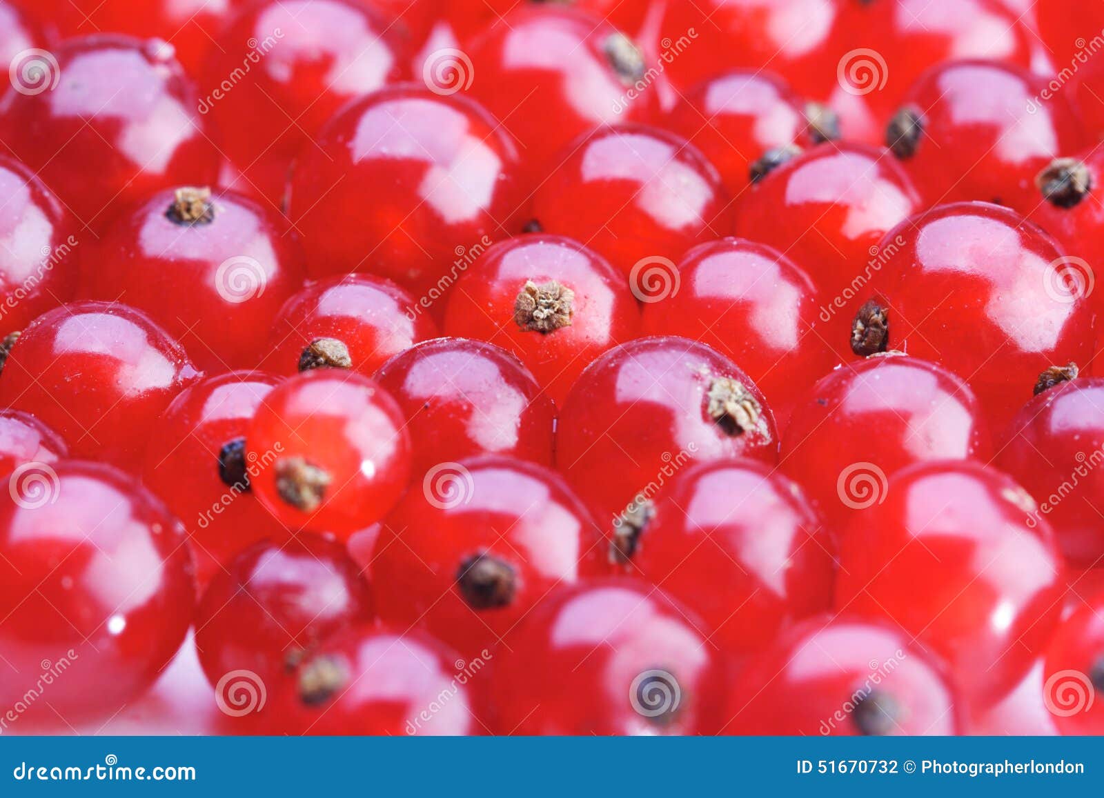 Close up of red currants 库存照片. 图片 包括有 果子, 庄稼, 发狂, 绿色 - 51670732