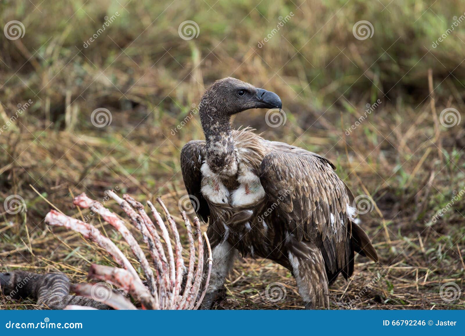 Volture stock foto. Image of afrika, wild, beenderen - 66792246