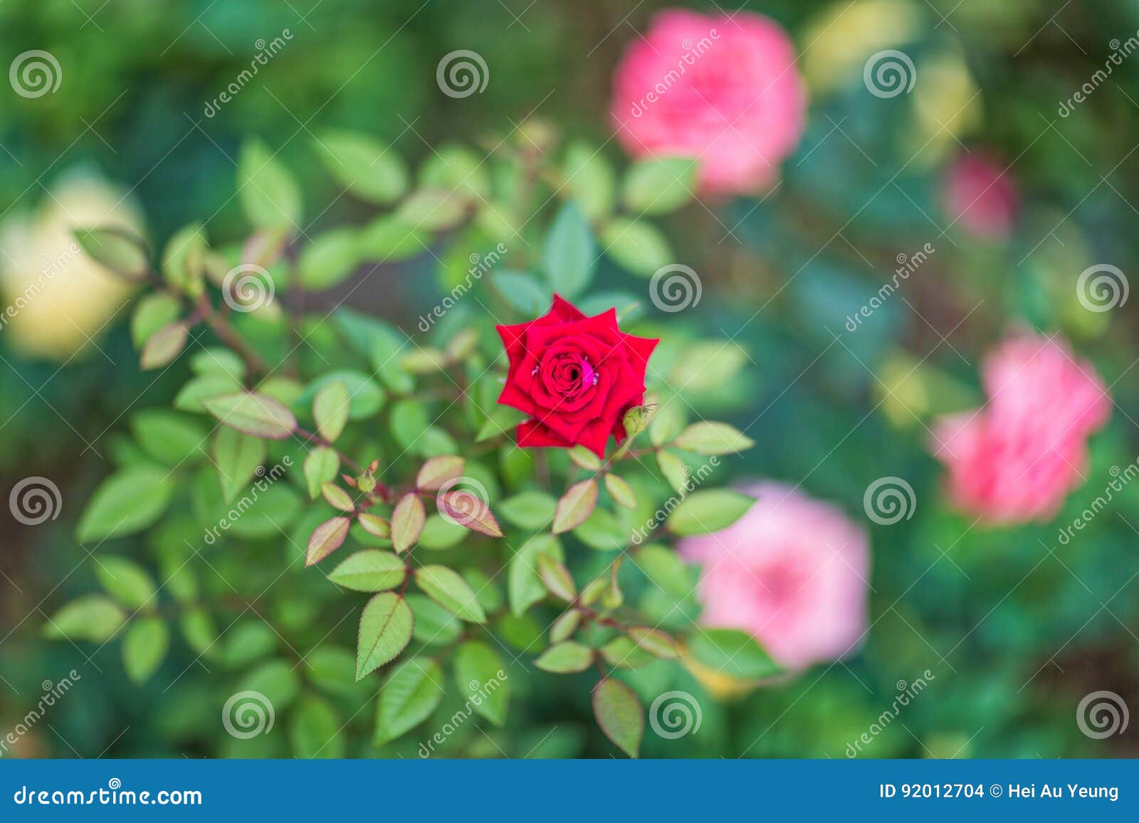 28,594 Champ De Rose De Rouge Photos libres de droits et gratuites de ...