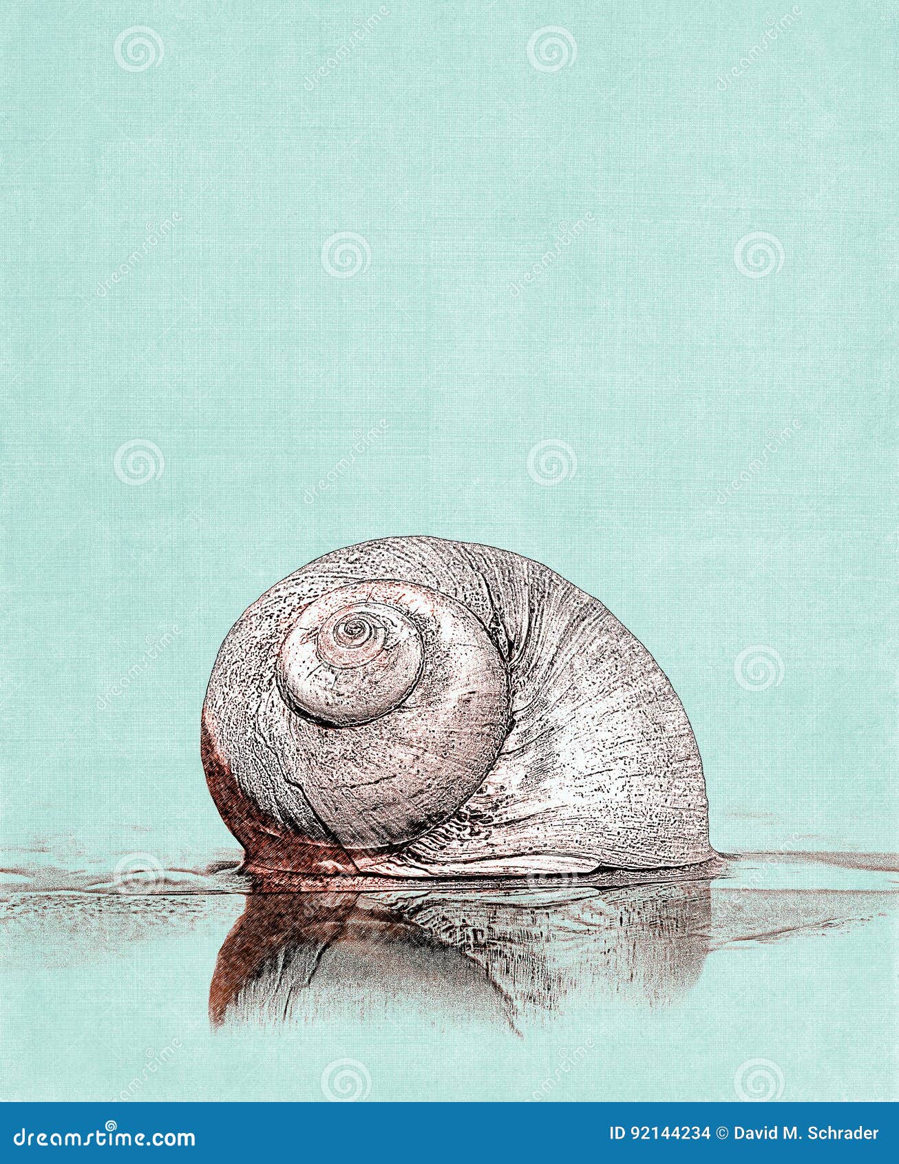Moon Snail Illustration ilustração stock. Ilustração de lona - 92144234