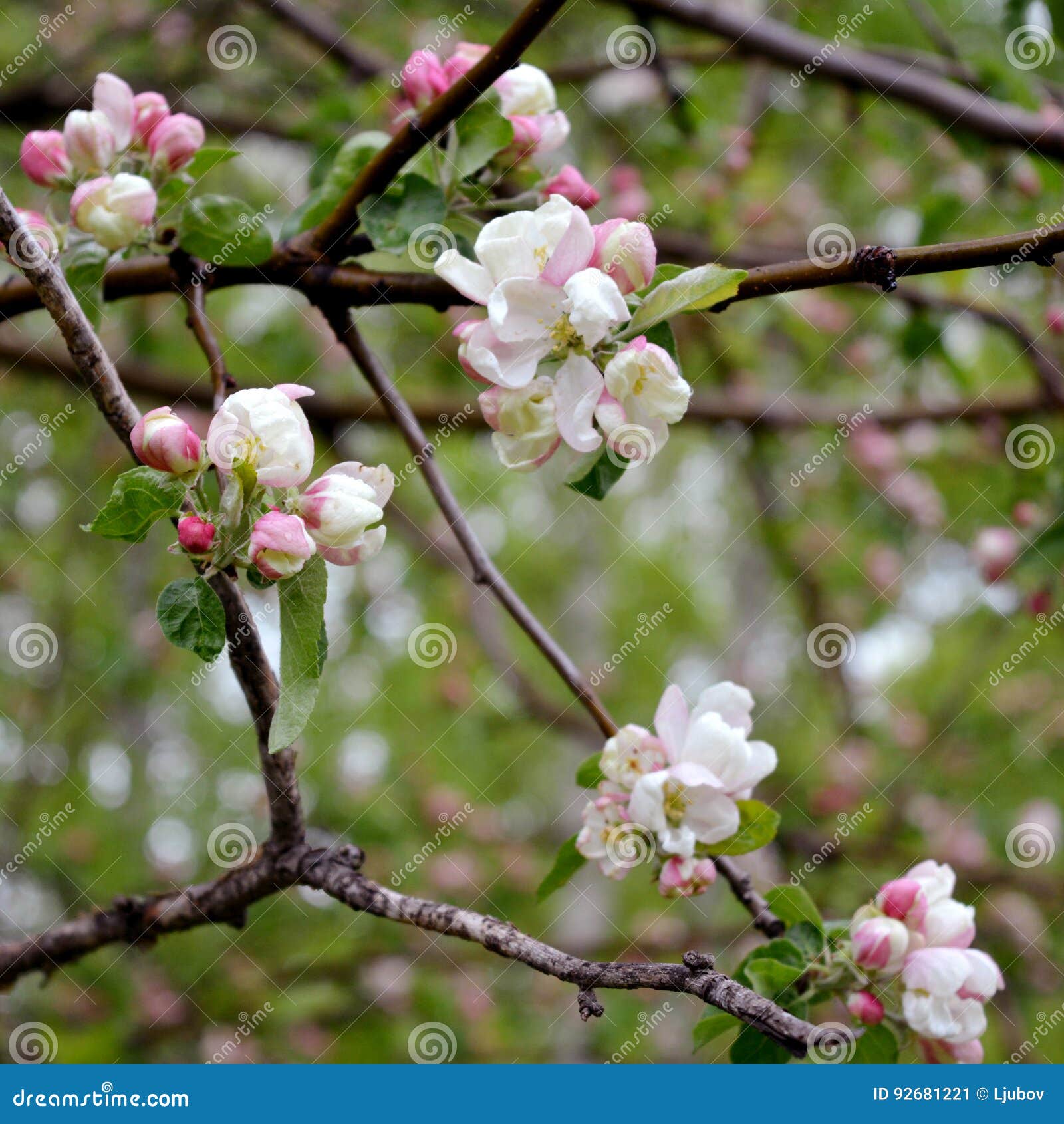 Branches of Apple Tree with Flowers and Buds in Spring 库存图片 - 图片 包括有 背包 ...