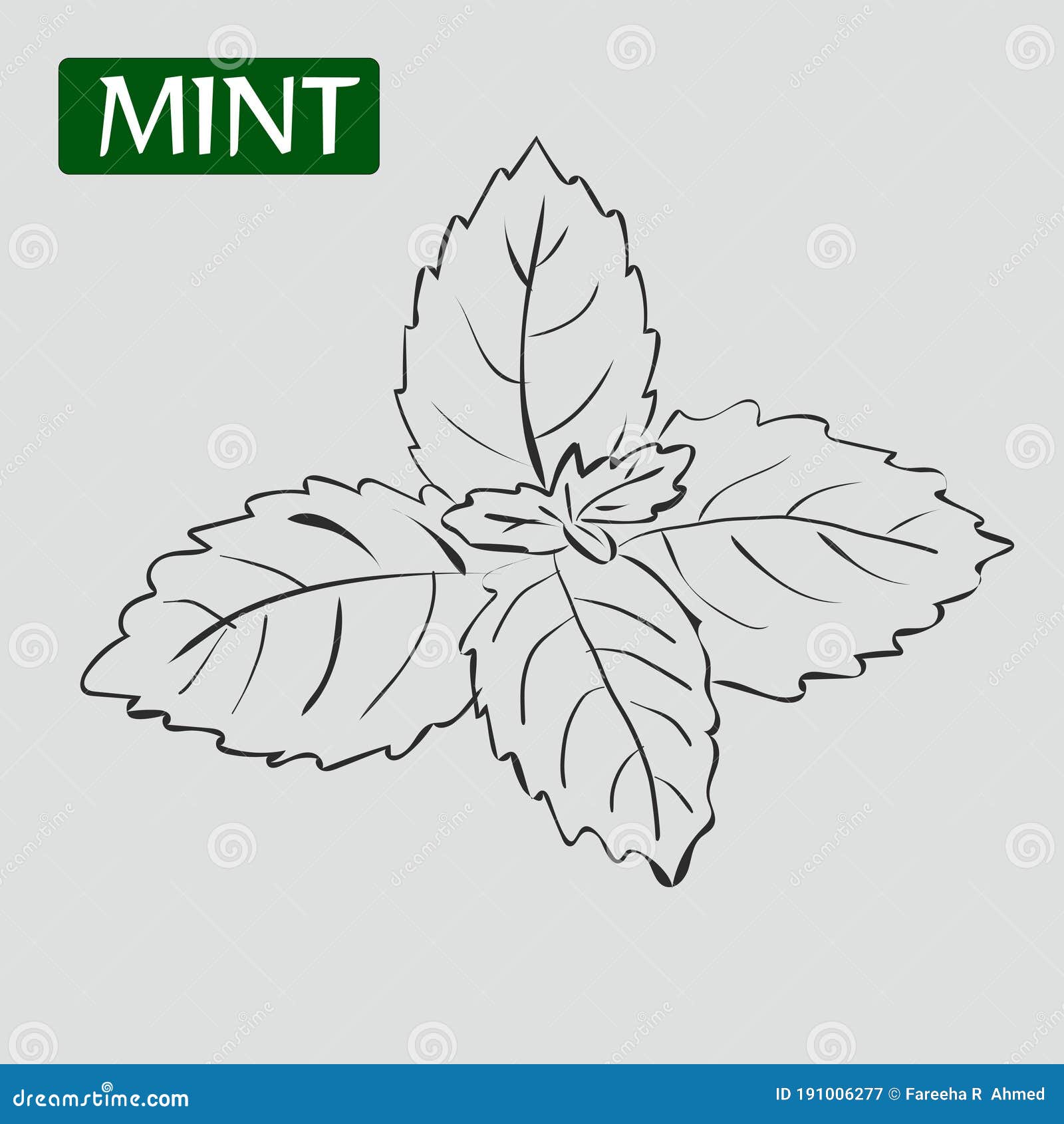Mint Coloring Page: Haworthia Fasciata Plant For Kids Stock Image ...
