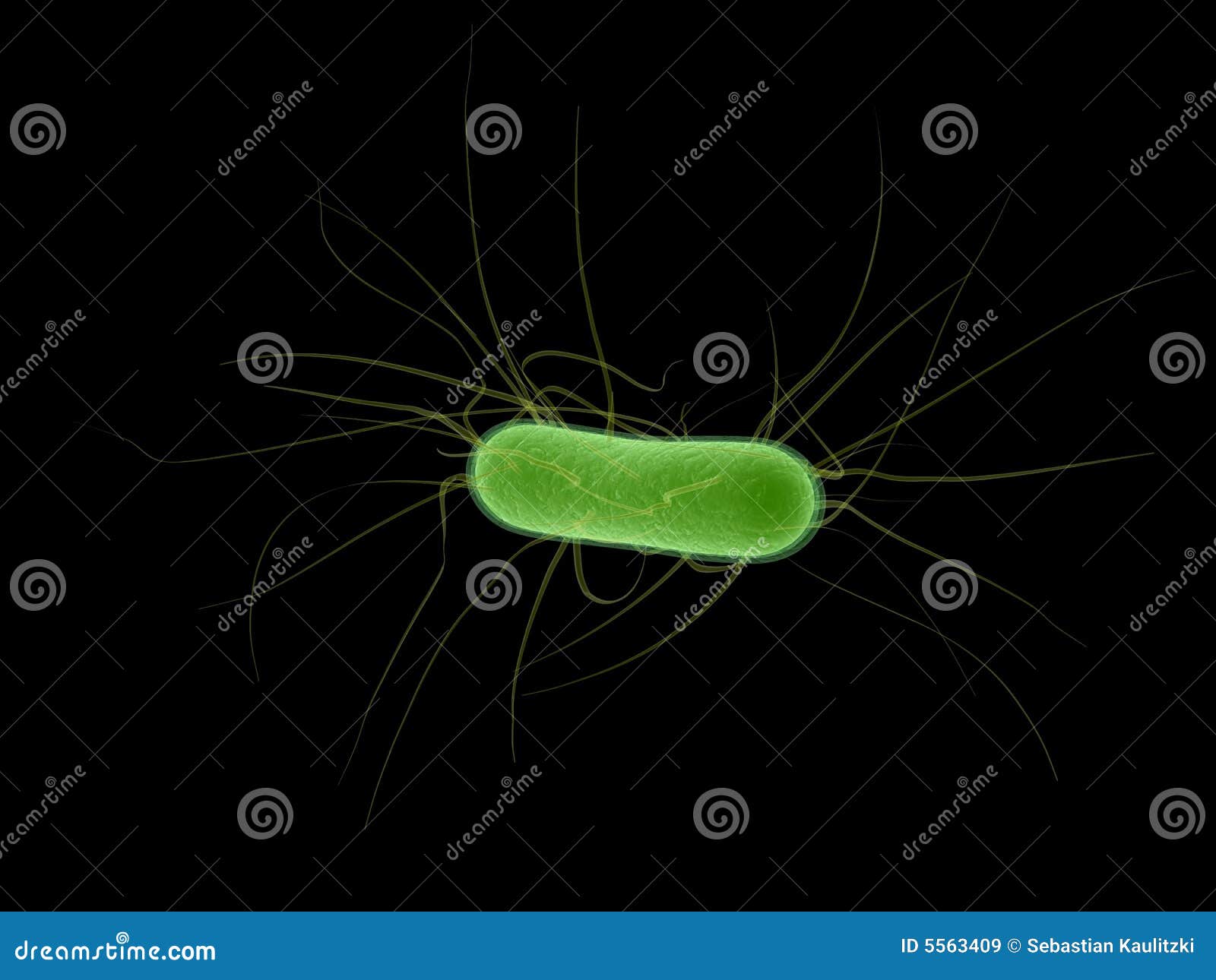 E.Coli Bacteria Cells 3D Illustration Royalty-Free Cartoon ...