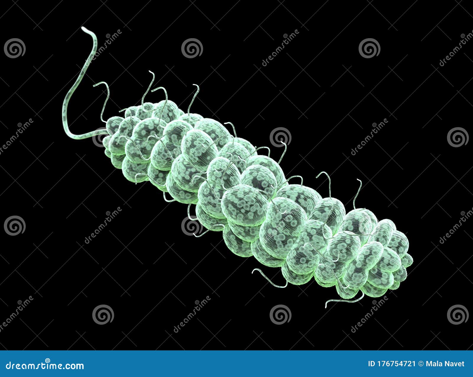Bacteria Are A Type Of Biological Cell. Micro Organisms, Duplication ...