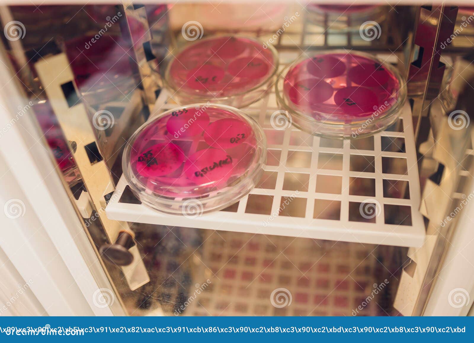 E. Coli Growing on a Peri Plate. Collected from a Lettuce Sample. Stock ...