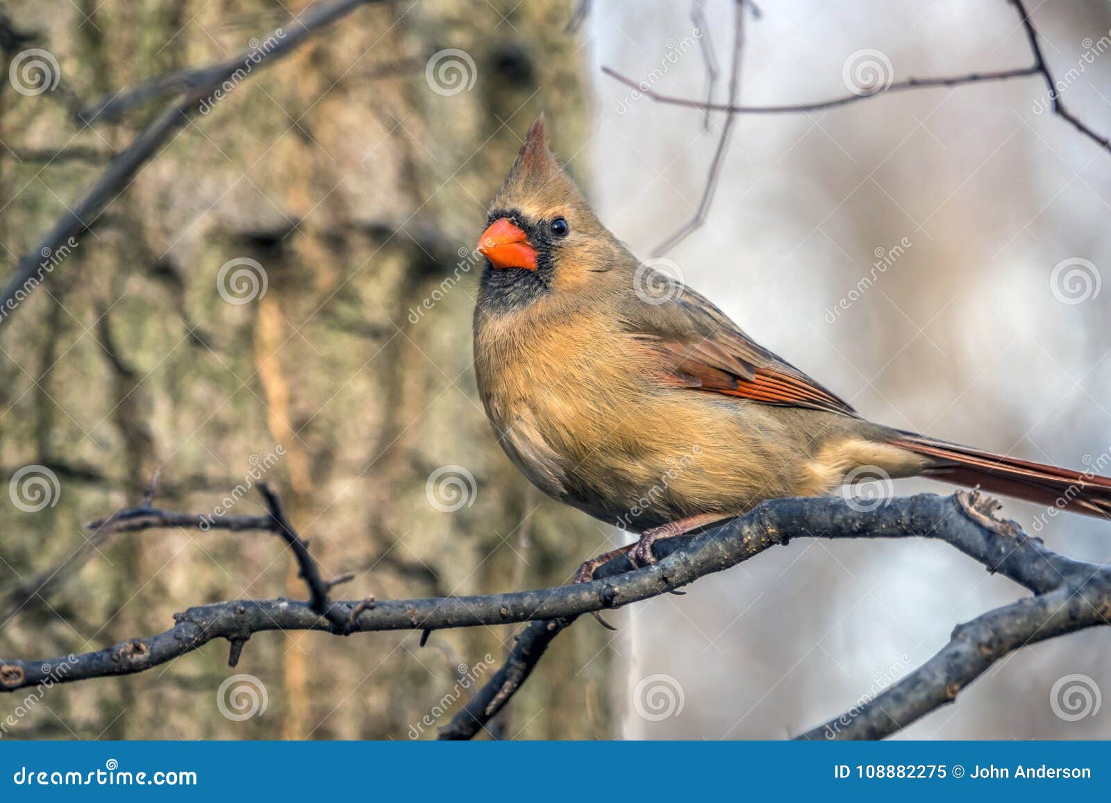 Northern Cardinal ,Cardinalis Cardinalis 库存图片 - 图片 包括有 栖息, 敌意: 108882275