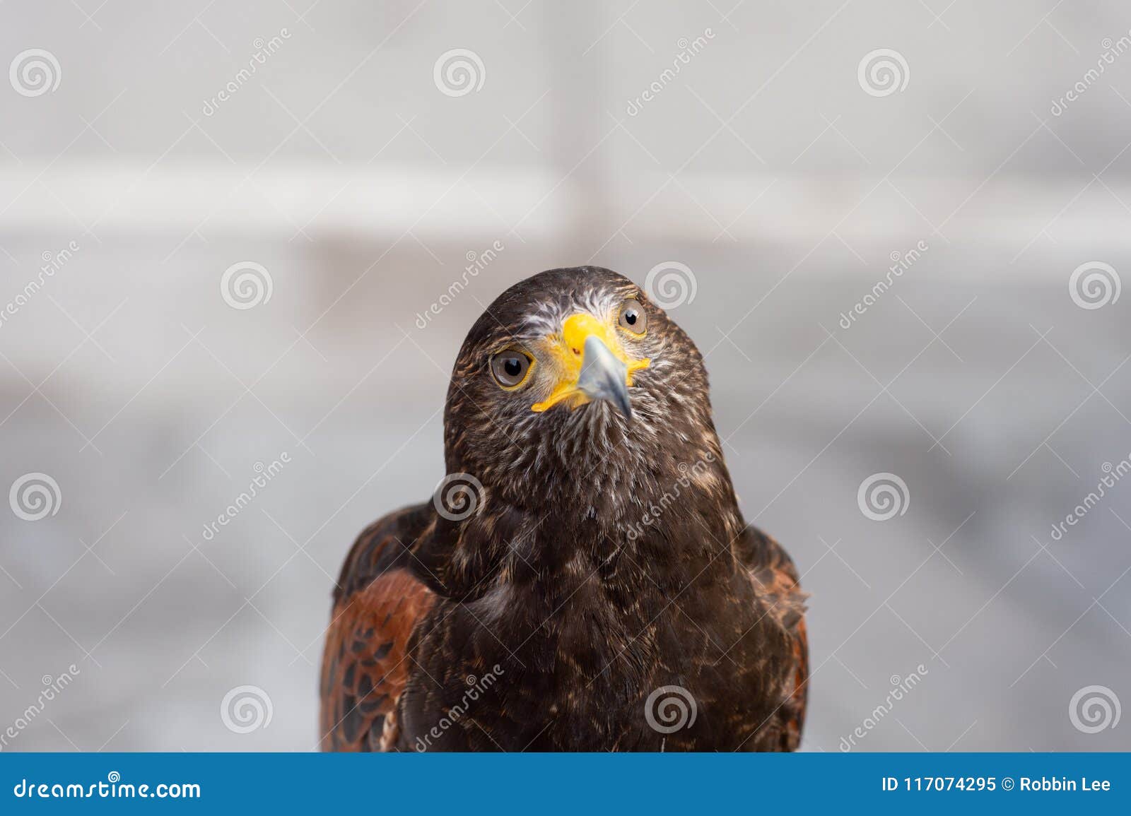 The Hawk Straight Face Expression of Eye 库存图片 - 图片 包括有 表达式, 自然: 117074295