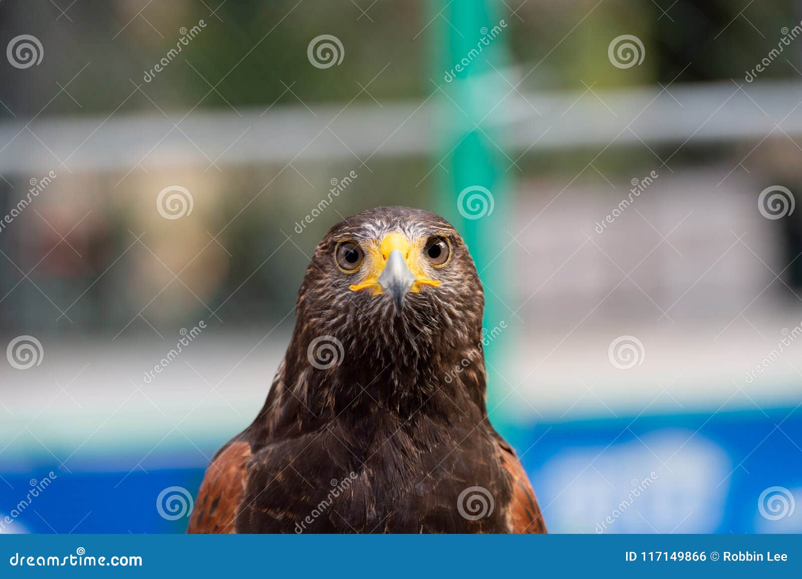 The Hawk Straight Face Expression of Eye 库存照片 - 图片 包括有 本质, 敌意: 117149866