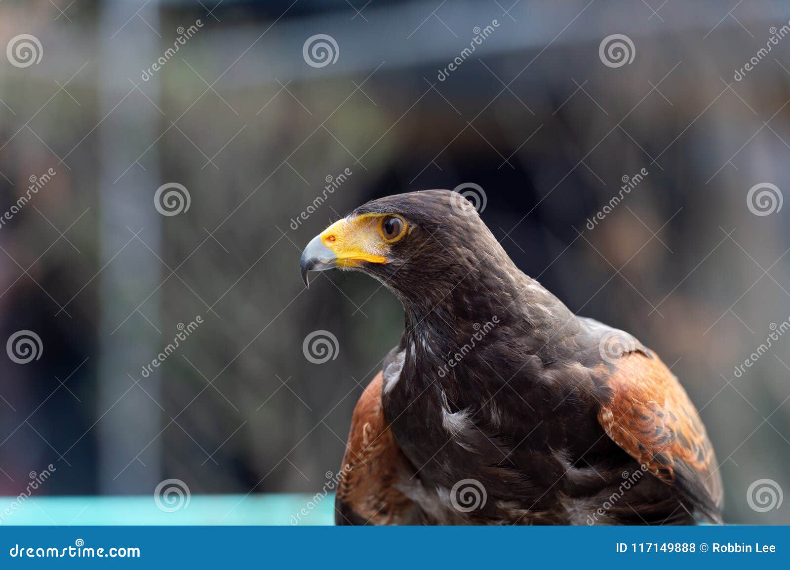 The Hawk Straight Face Expression of Eye Arkivfoto - Bild av emirat ...