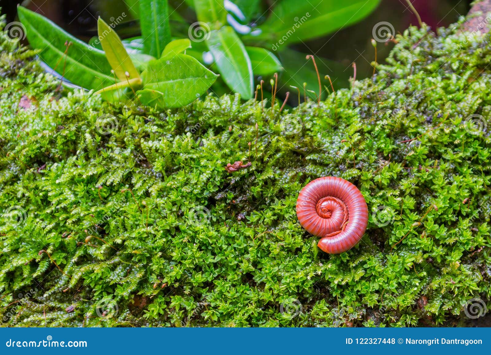 Tropical Spiral Many Legs Insect. Fotografia Stock - Immagine di fauna ...