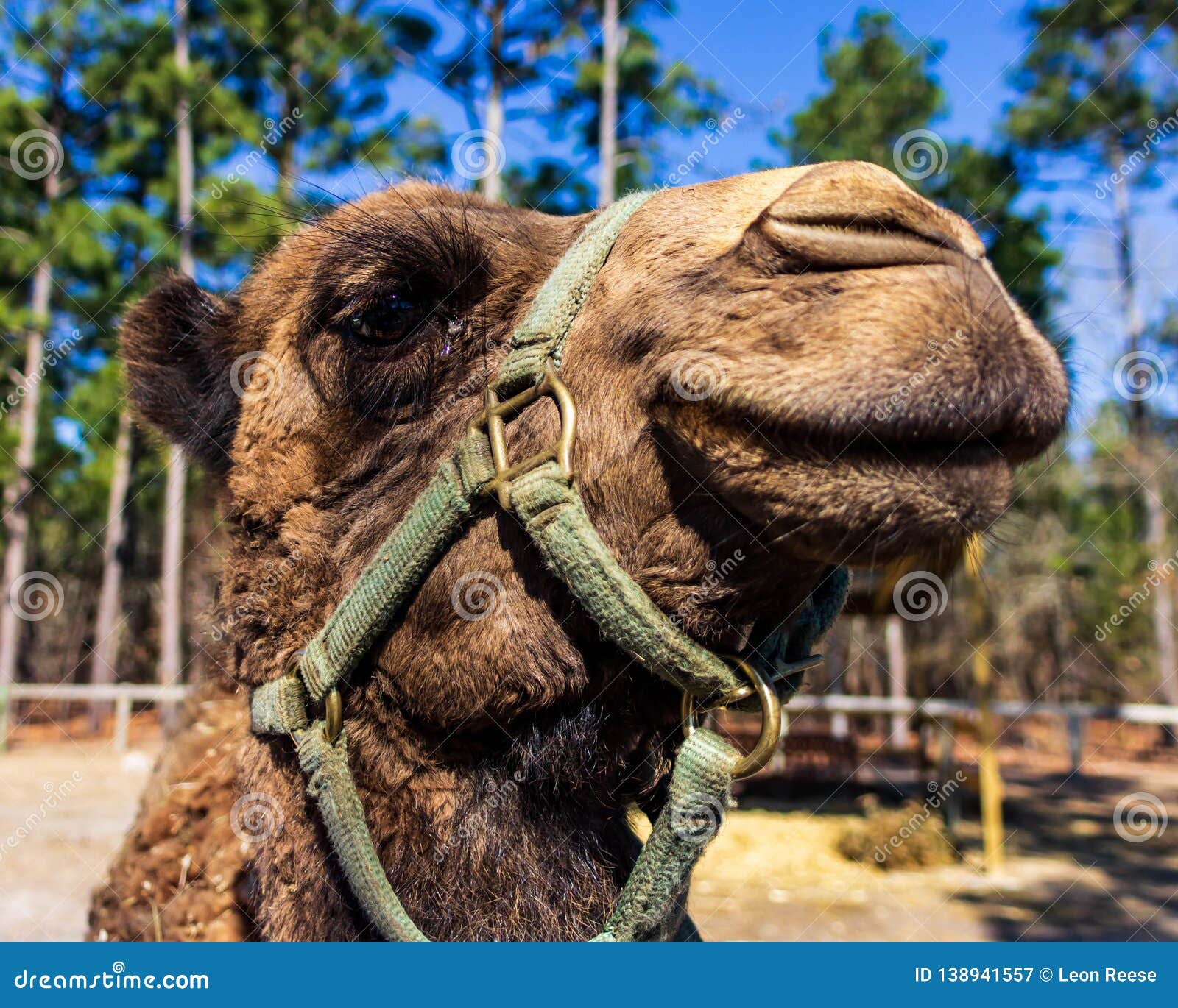 A Dromedary Camel Looks at the Camera in an Enclosure in an Exotic ...