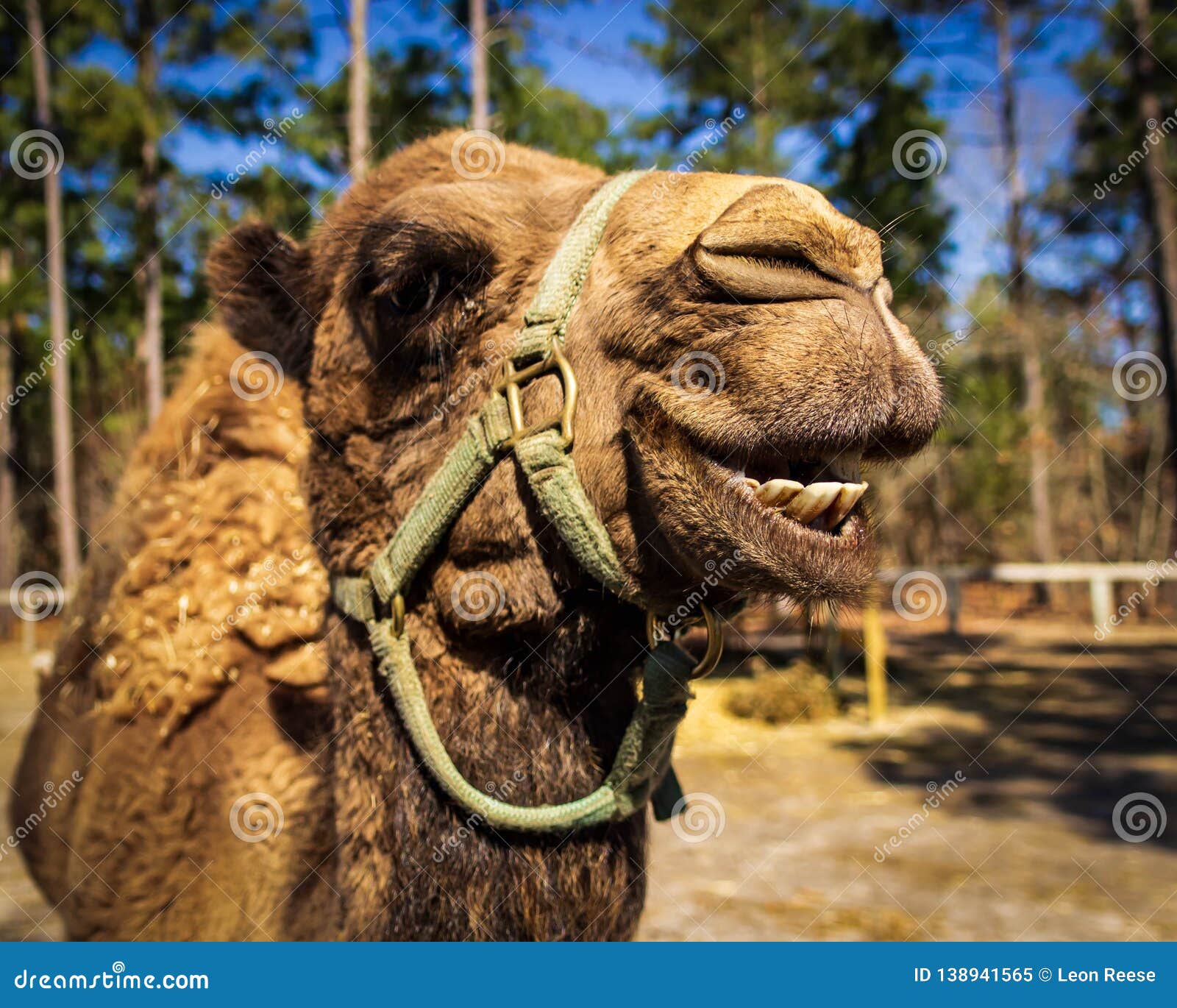A Dromedary Camel Seems To Laugh for the Camera at a Wildlife Rescue ...