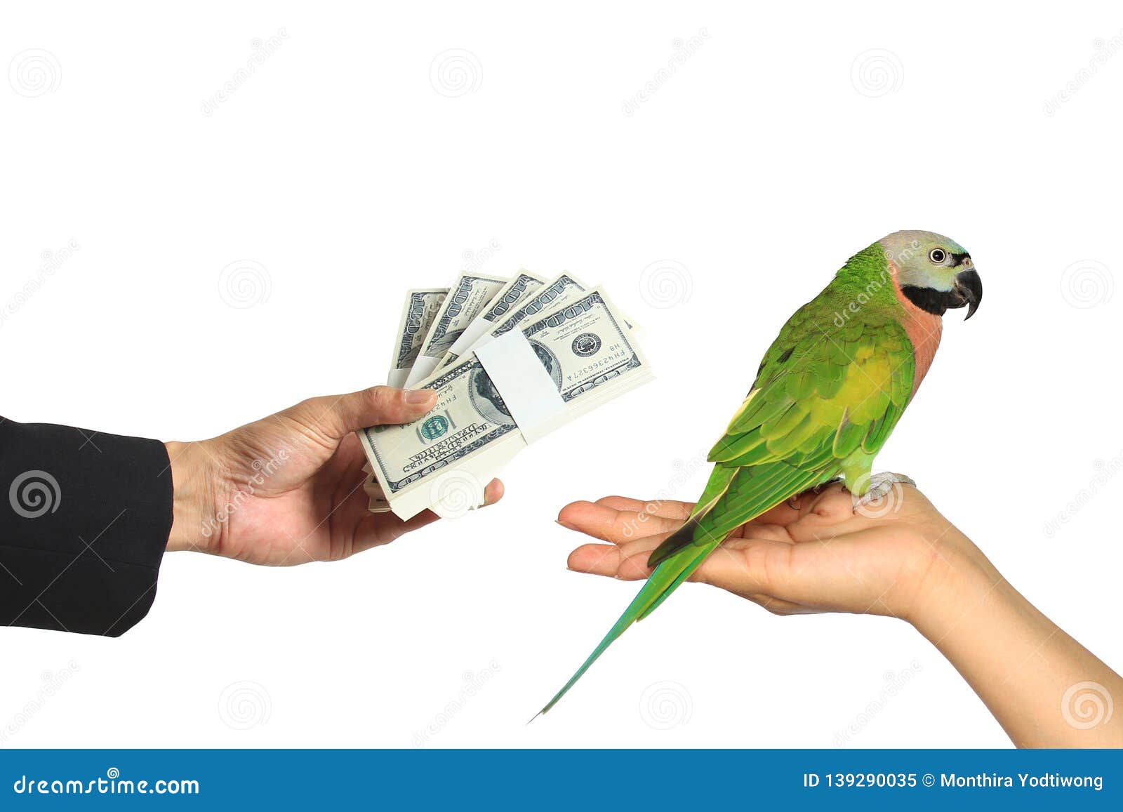 Businessman Secretly Handed the Money for Trading Parrot Bird on White ...