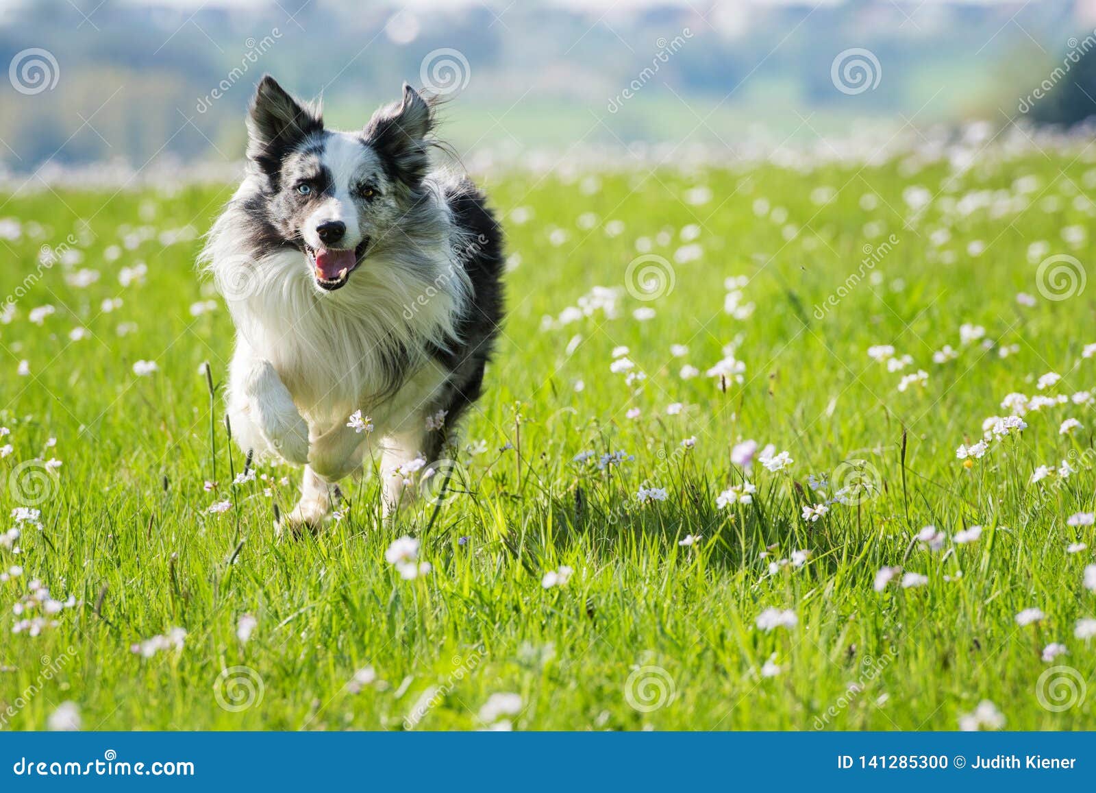 Running Border Collie Dog in a Flower Meadow Стоковое Фото ...