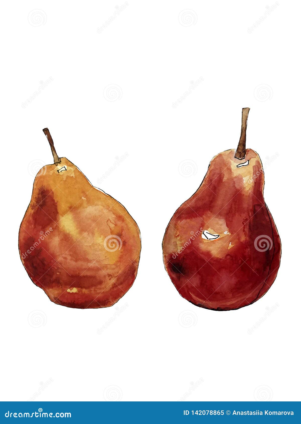 Watercolor Drawing of Two Pears. Stock Afbeelding - Image of voedsel ...
