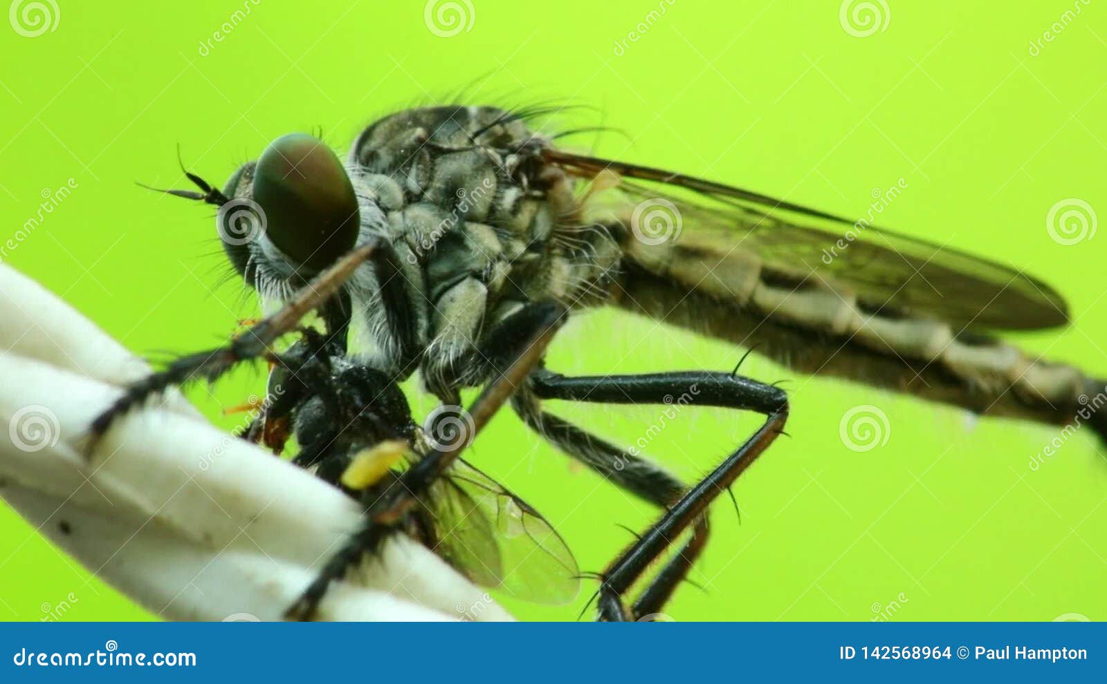 Robber Fly Sucking Fluids Out of a Dead Fly HD 影视素材 - 视频 包括有 关闭, 背包 ...
