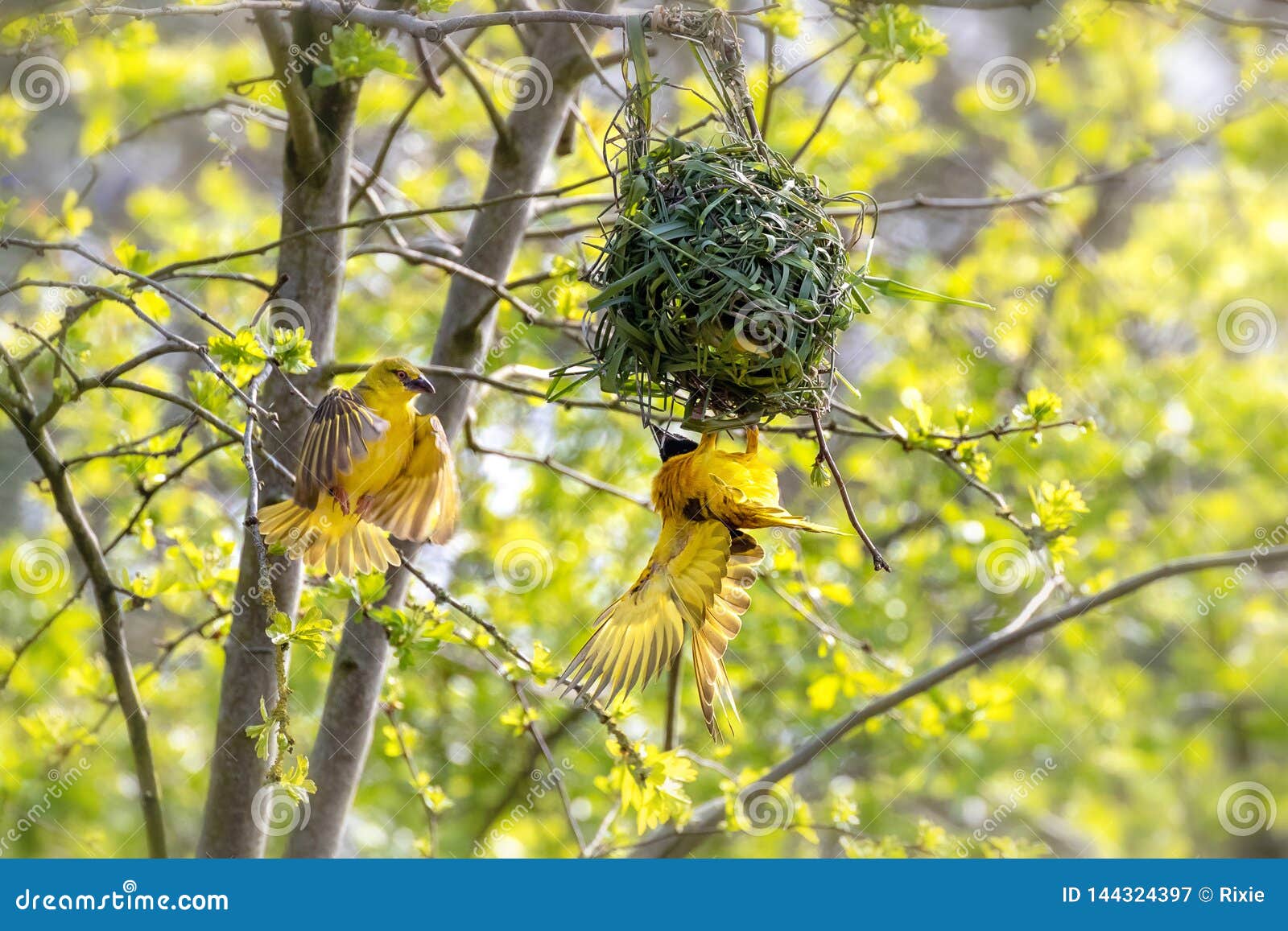 A Pair of Weaver Birds Building a Nest Stockbild - Bild von grün, mann ...