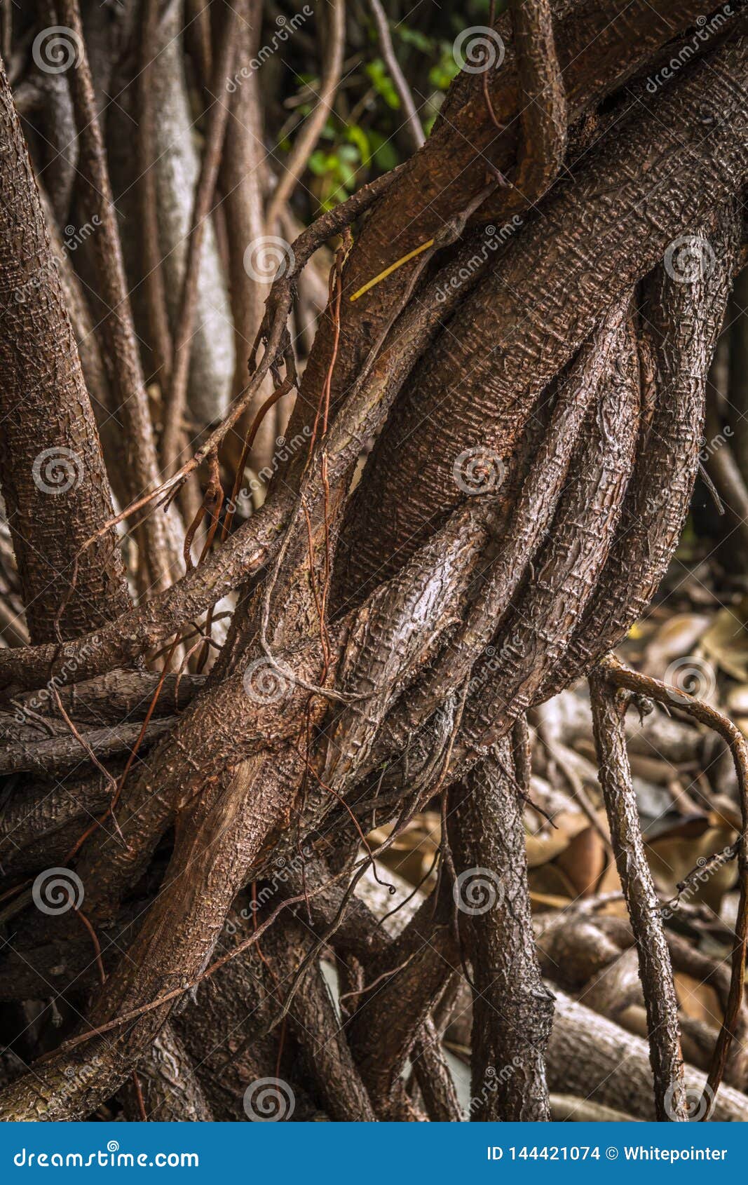 Ficus Elastica Multiple Aerial and Buttressing Roots a Close-up 库存照片 ...