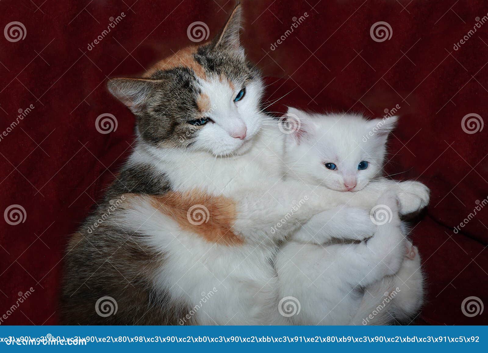 Mom Cat Hugs a Little Kitten, Care and Love in Nature. Stock Afbeelding ...