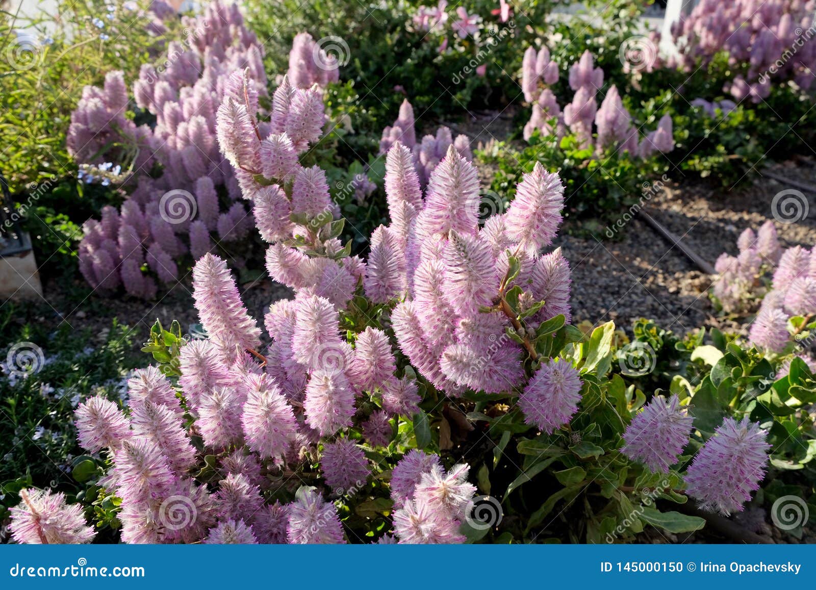 Ptilotus Flowers Grow in a Flowerbed 库存照片 - 图片 包括有 工厂, 开花的: 145000150