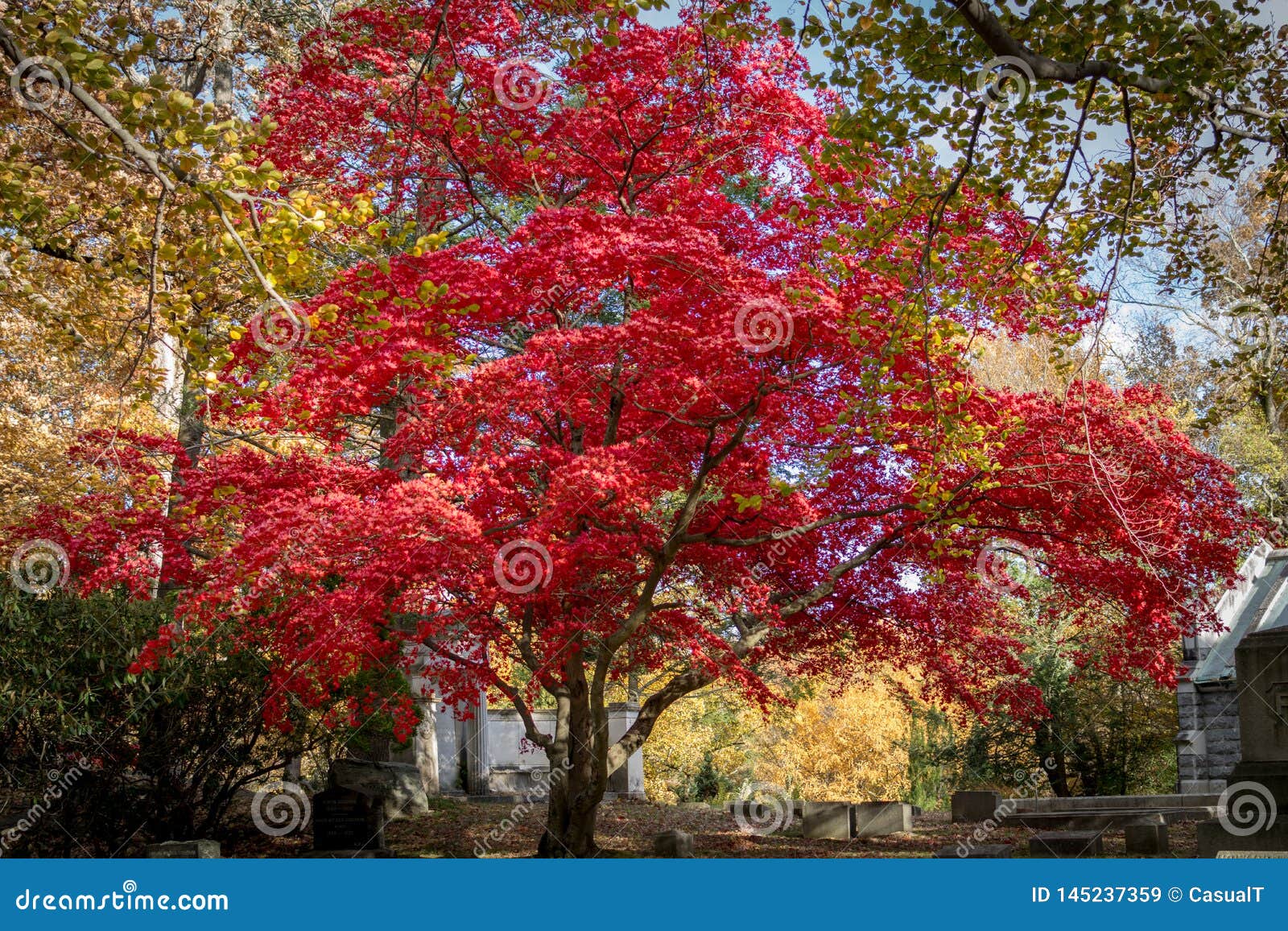 Large Tree Sporting Beautiful Red Fall Foliage, on a Clear Autumn Day ...