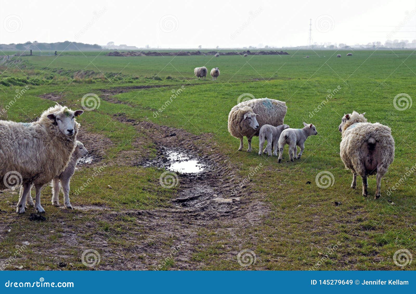 Landscape View of a Feild of Sheep and Lambs in the Kent Countryside W ...