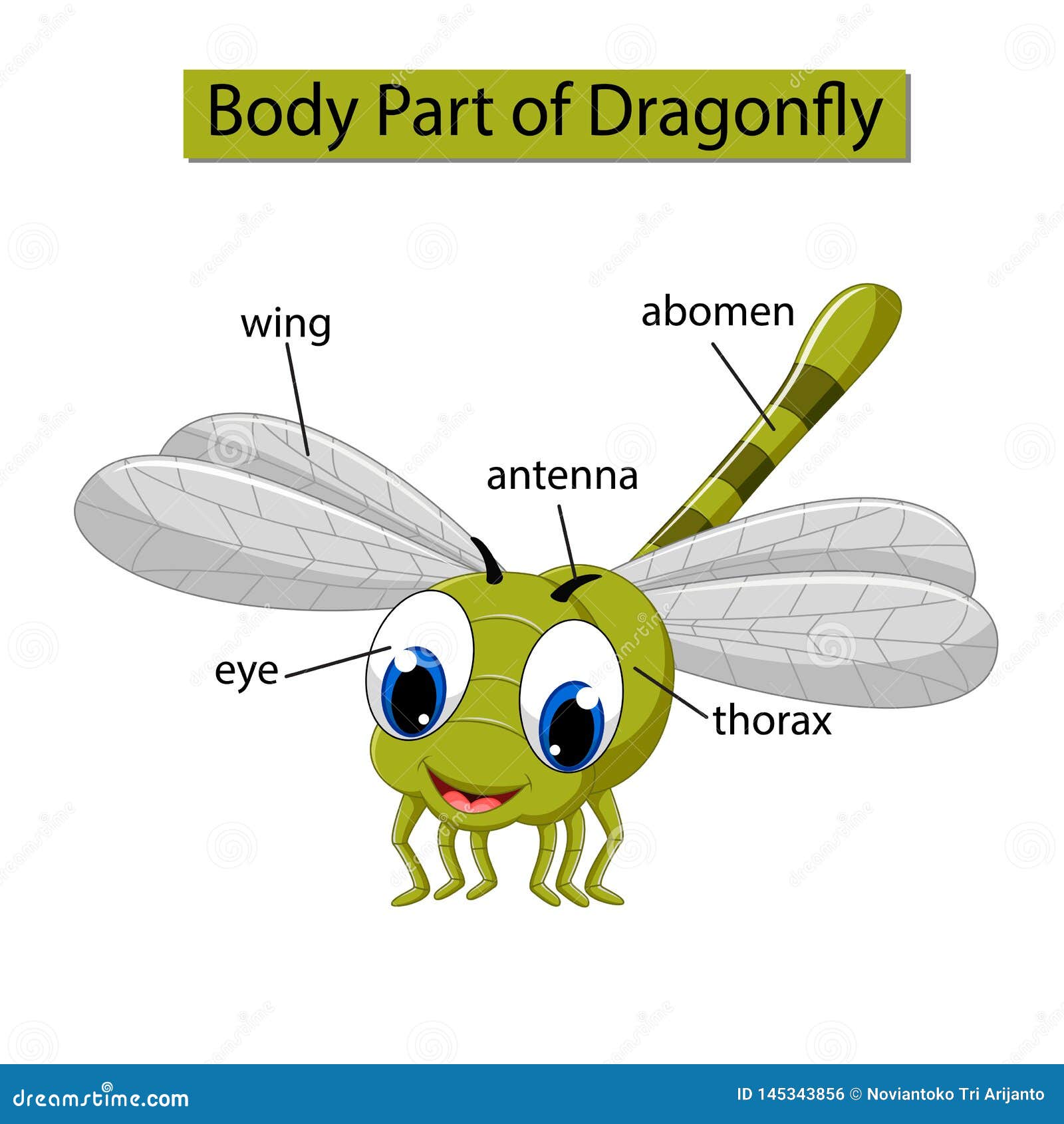 Diagram Showing Body Part of Dragonfly 向量例证 - 插画 包括有 图画, 本质: 145343856