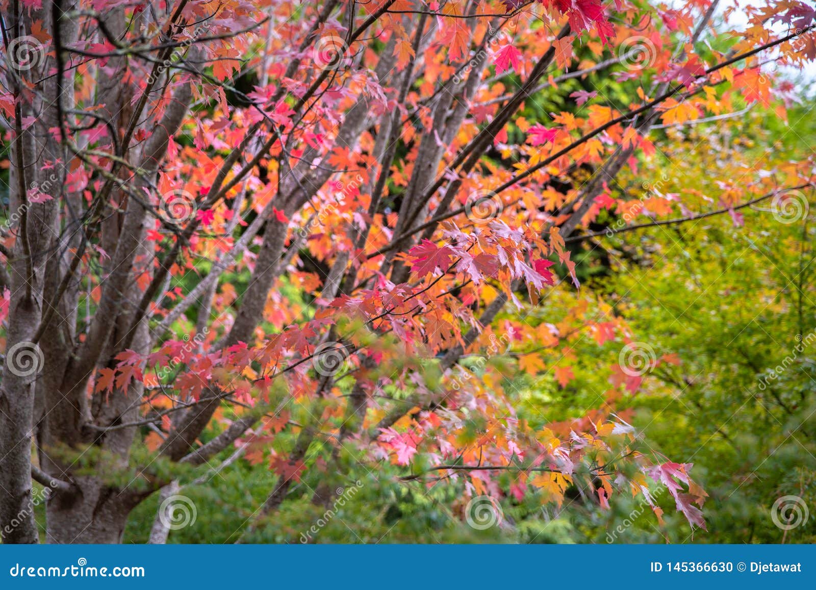 Red Maple Leaf in Winter Season 库存照片 - 图片 包括有 å­£èš‚, æ§­æ: 145366630
