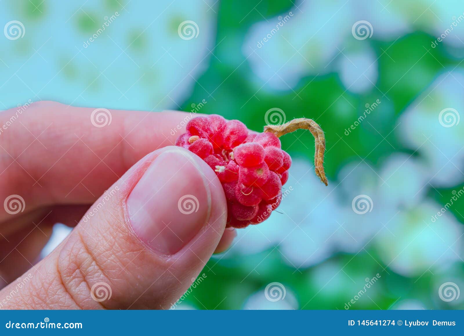 Red Ripe Raspberry with a Worm Hold the Woman`s Fingers, Stockfoto ...