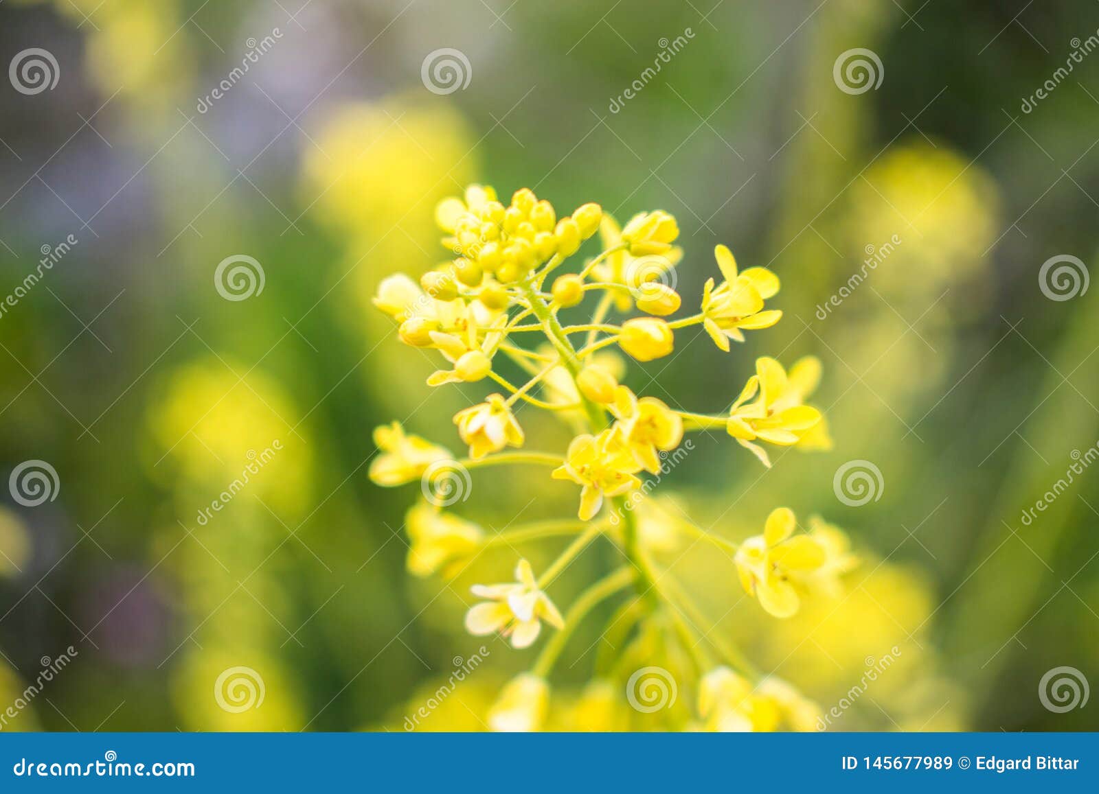 Flowers in Lebanon Spring 2019 Stock Afbeelding - Image of knop, mooi ...