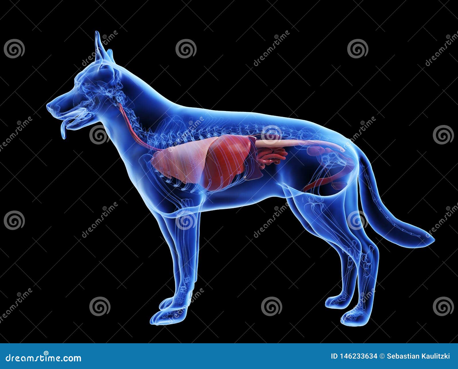 A dogs internal organs stock illustratie. Illustration of hond - 146233634