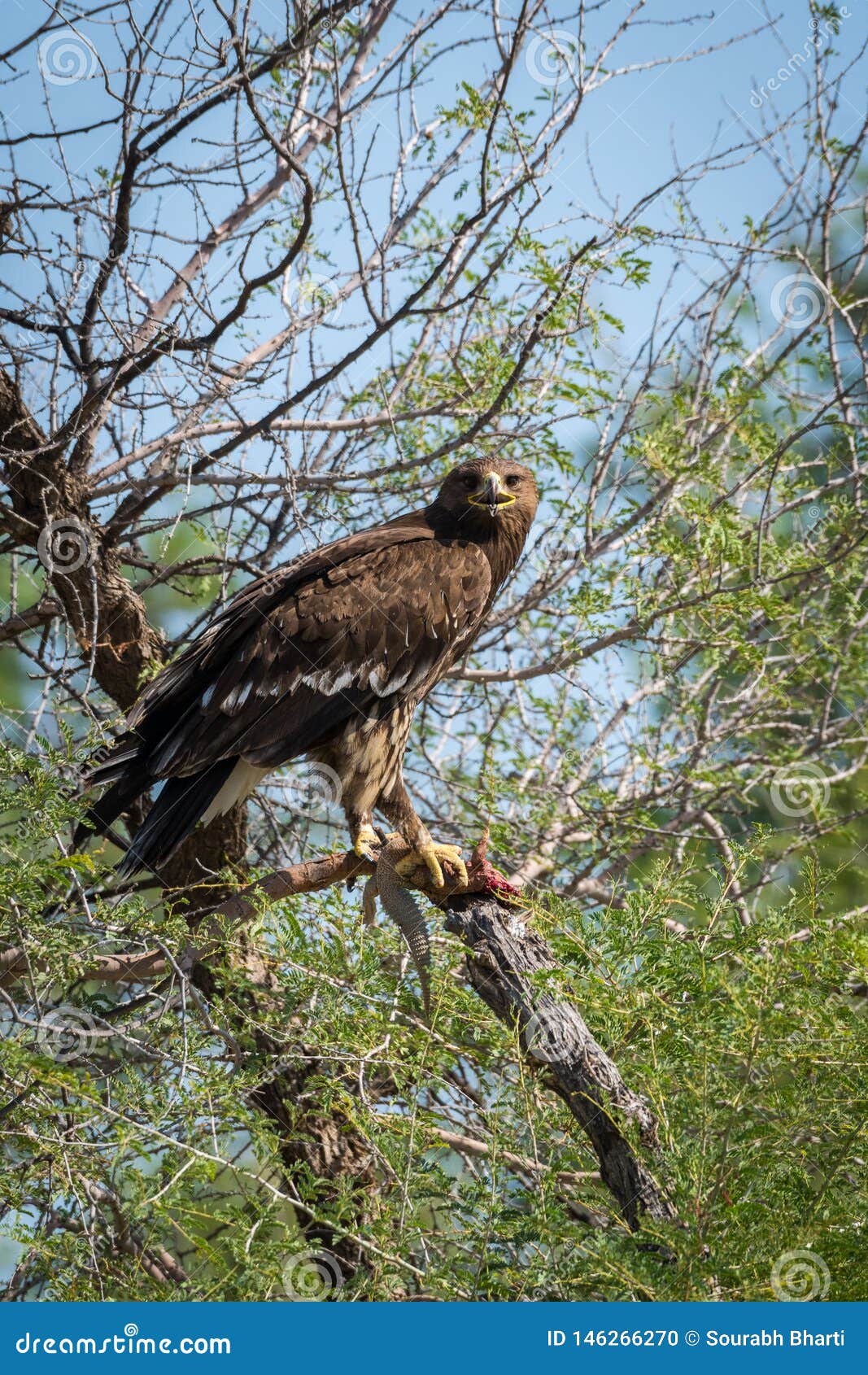 Greater Spotted Eagle or Spotted Eagle or Clanga Clanga Portrait ...