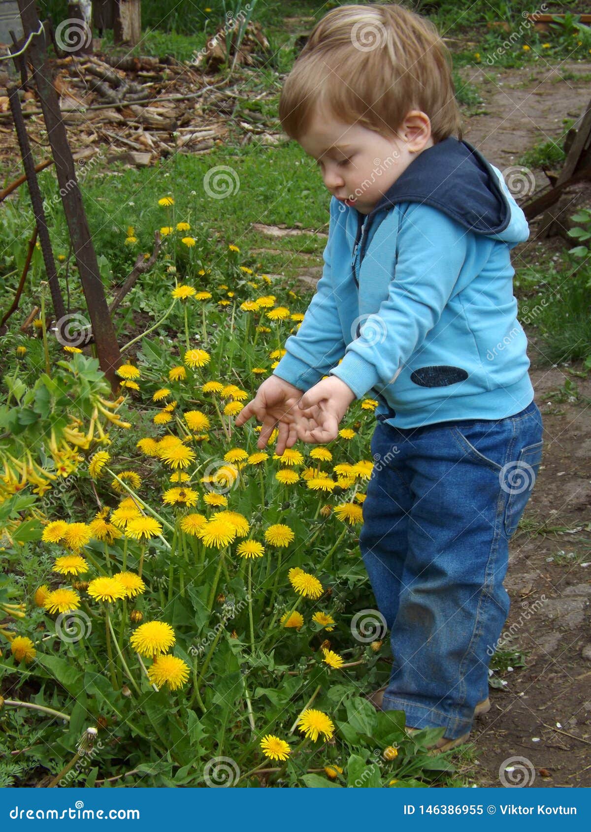 A Child Examines a Bee on a Flower 库存图片 - 图片 包括有 开花的, 绿色: 146386955