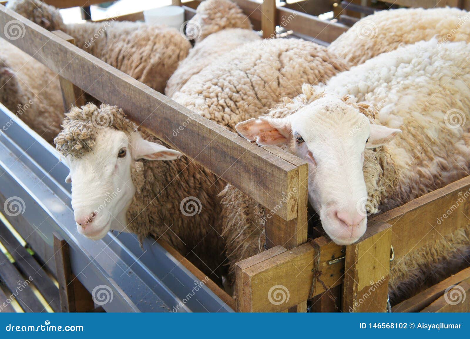 Sheeps from Selected Breeds Livestock are Placed in the Cages. 库存照片 ...