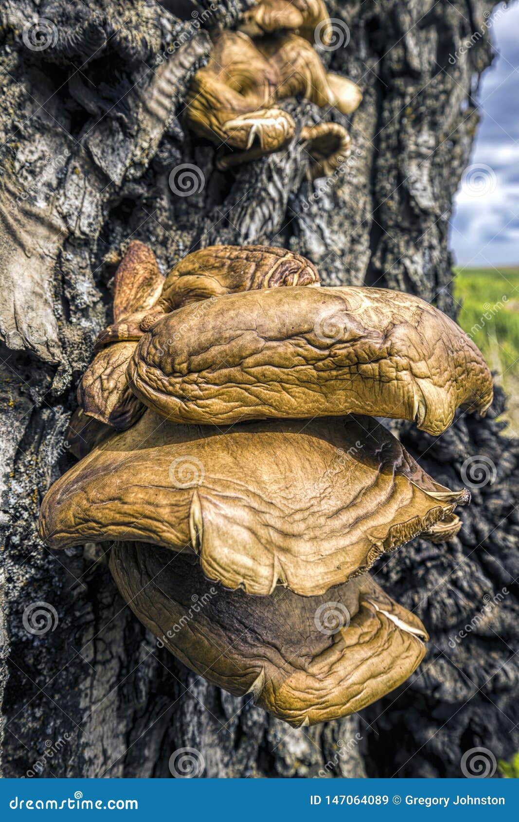 Large Conk Mushroom on Tree Immagine Stock - Immagine di crescere, nave ...