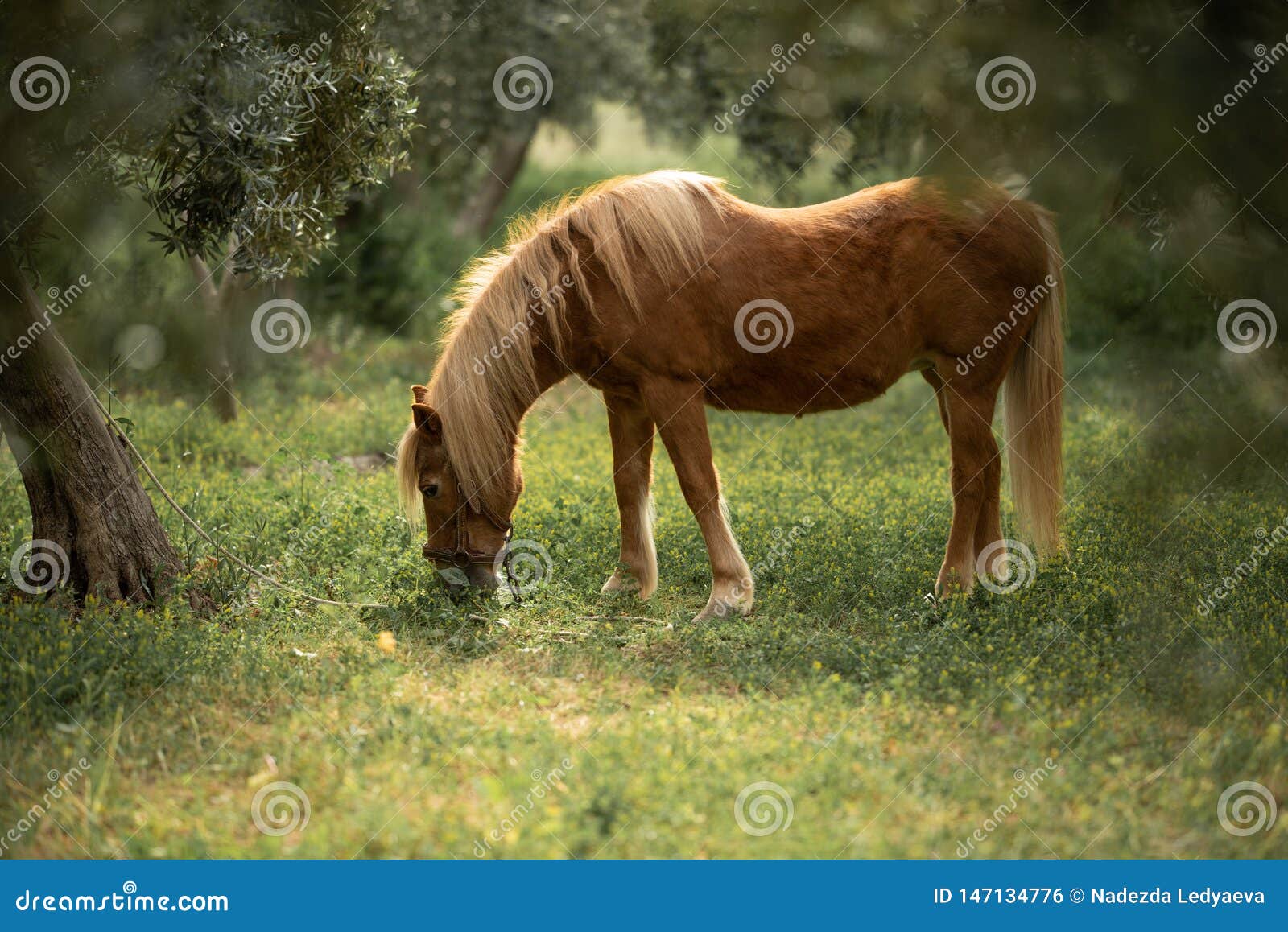 Little Brown Pony Eats Grass in the Garden Stock Foto - Image of eten ...