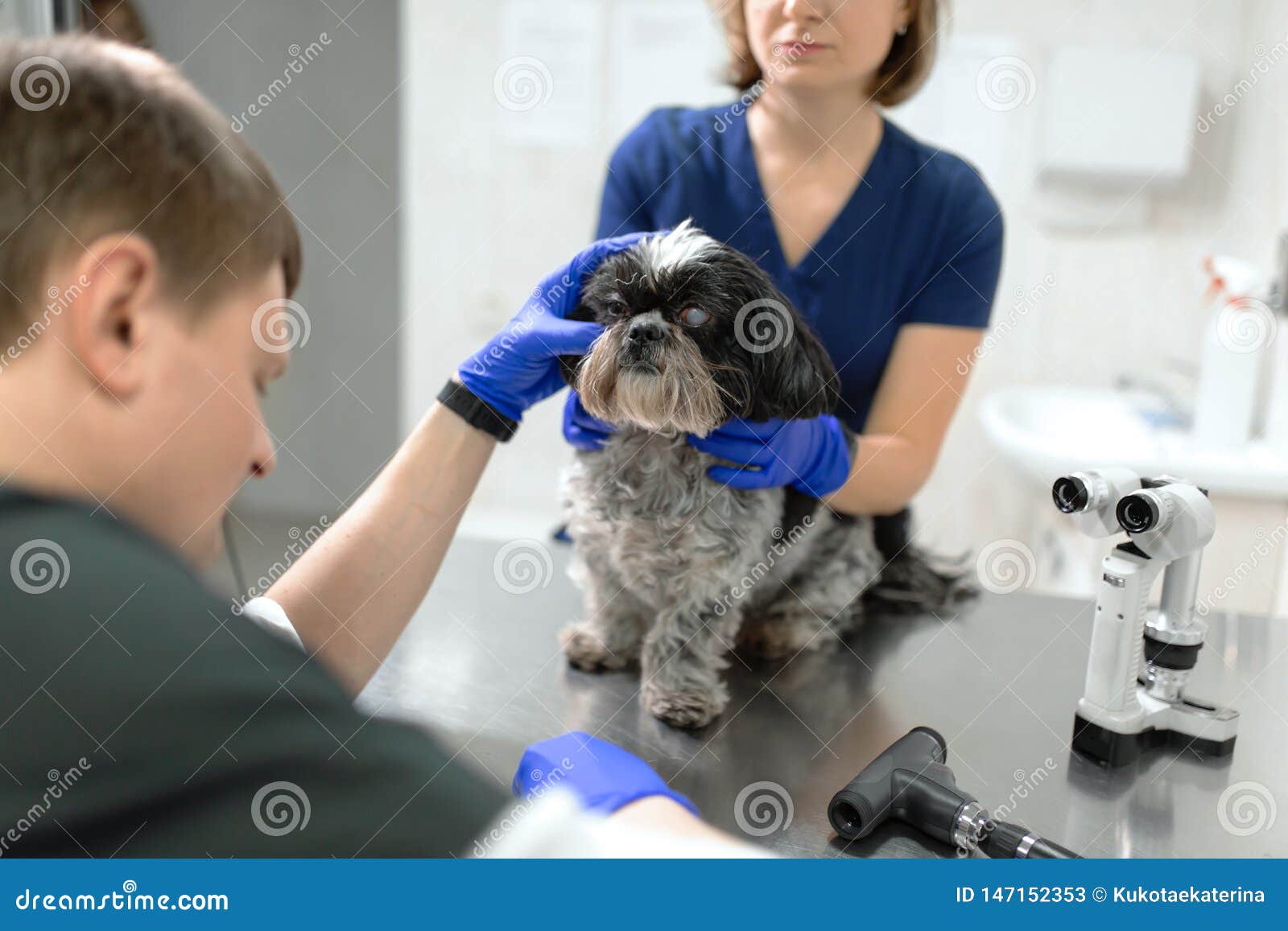 Veterinary, Ophthalmologist Prepare the a Dog with Injured Eye To ...