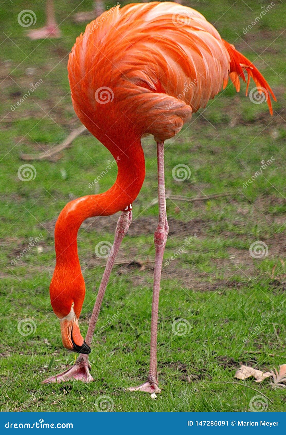 Closeup of a Red Flamingo Bird 库存图片 - 图片 包括有 红色, 颜色: 147286091