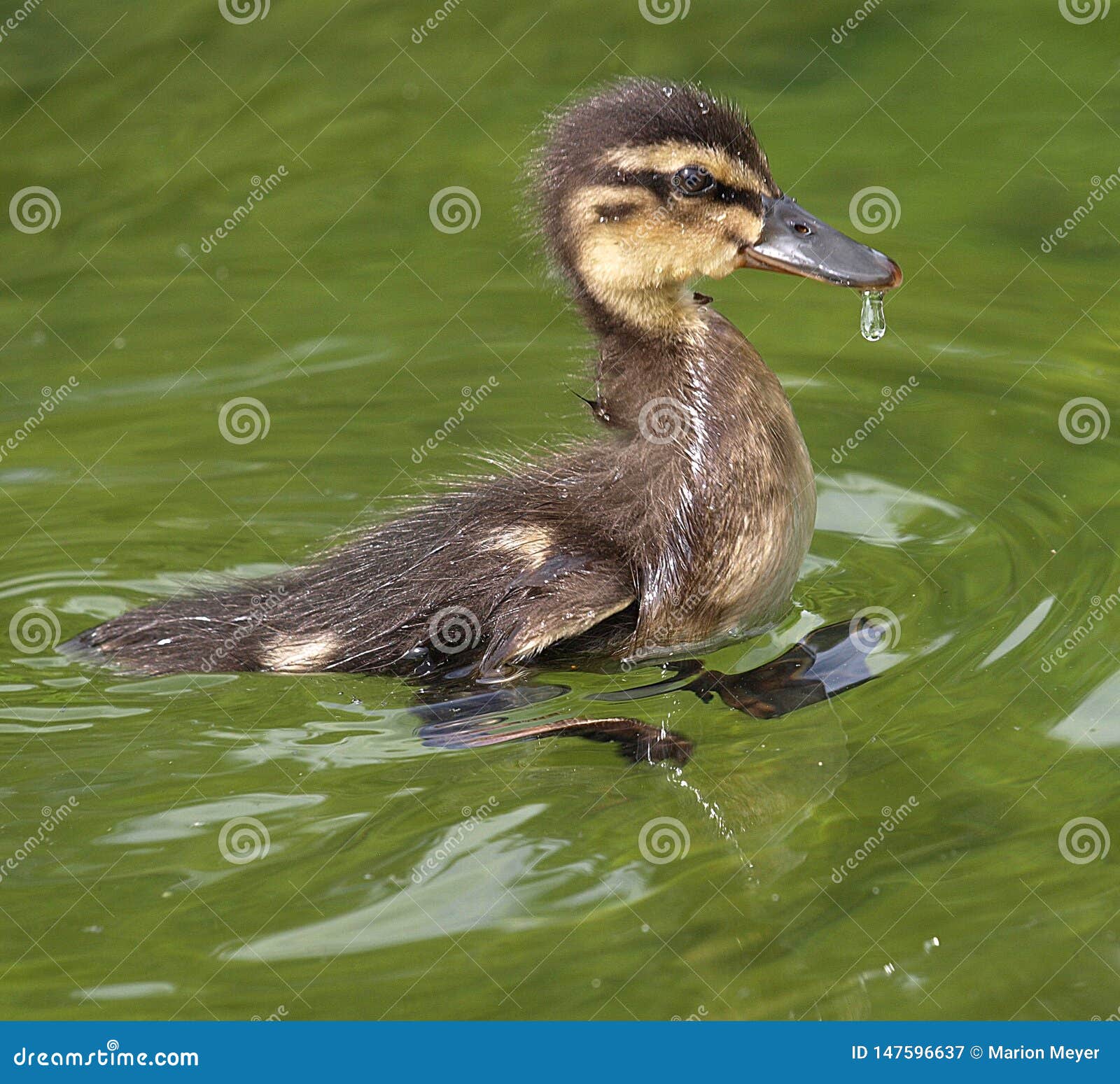 Macro of a Cute Baby Duck Chick 库存图片 - 图片 包括有 敌意, 鸟舍: 147596637