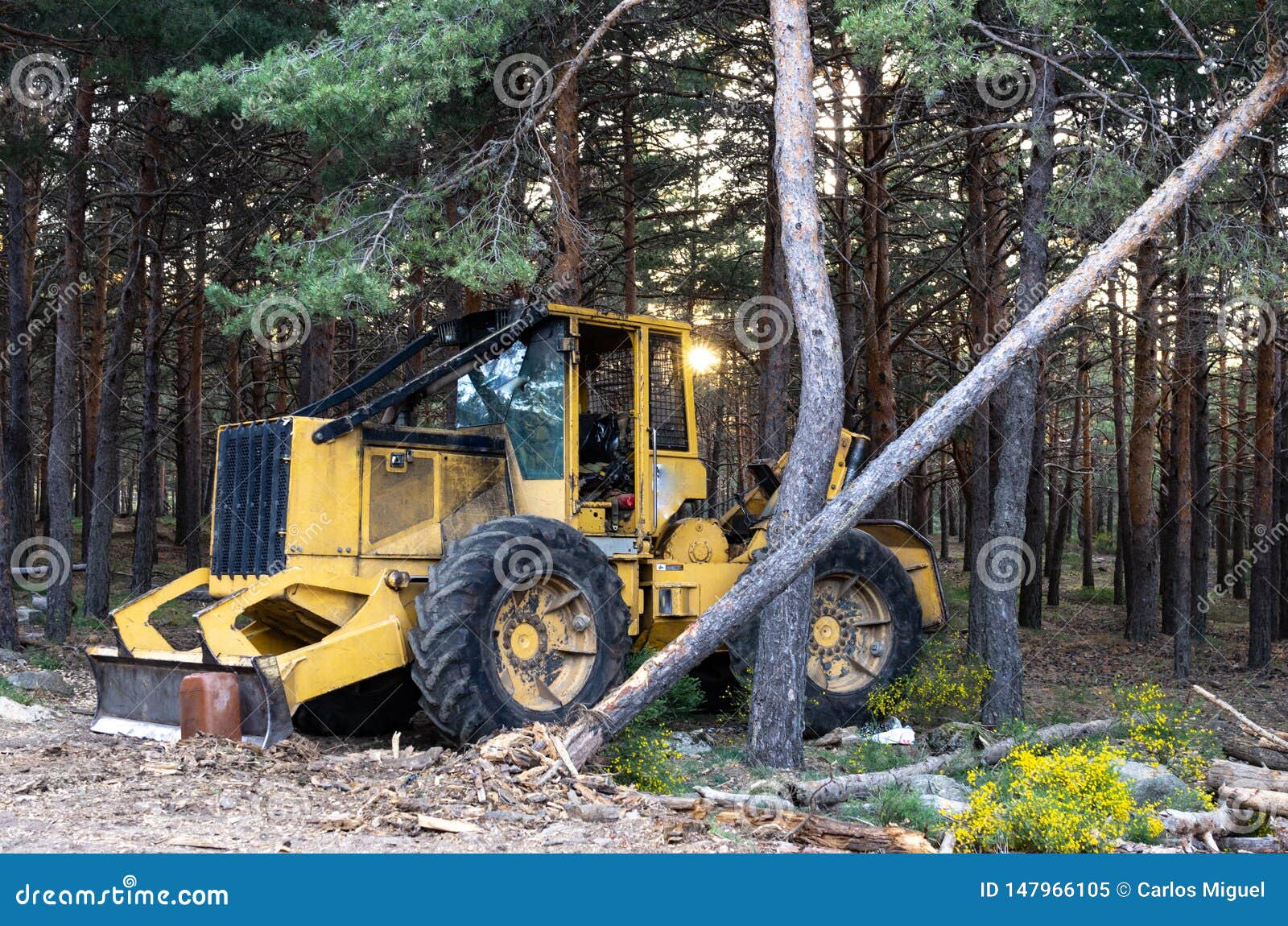 Bulldozer among the Trees of the Forest after Doing Forestry Work ...