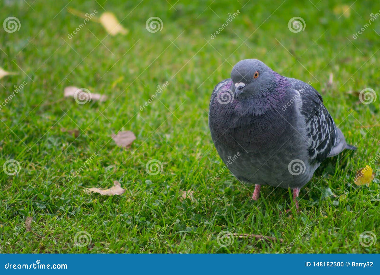 Fat, Chubby Pigeon Standing on the Grass Lawn Arkivfoto - Bild av gräva ...