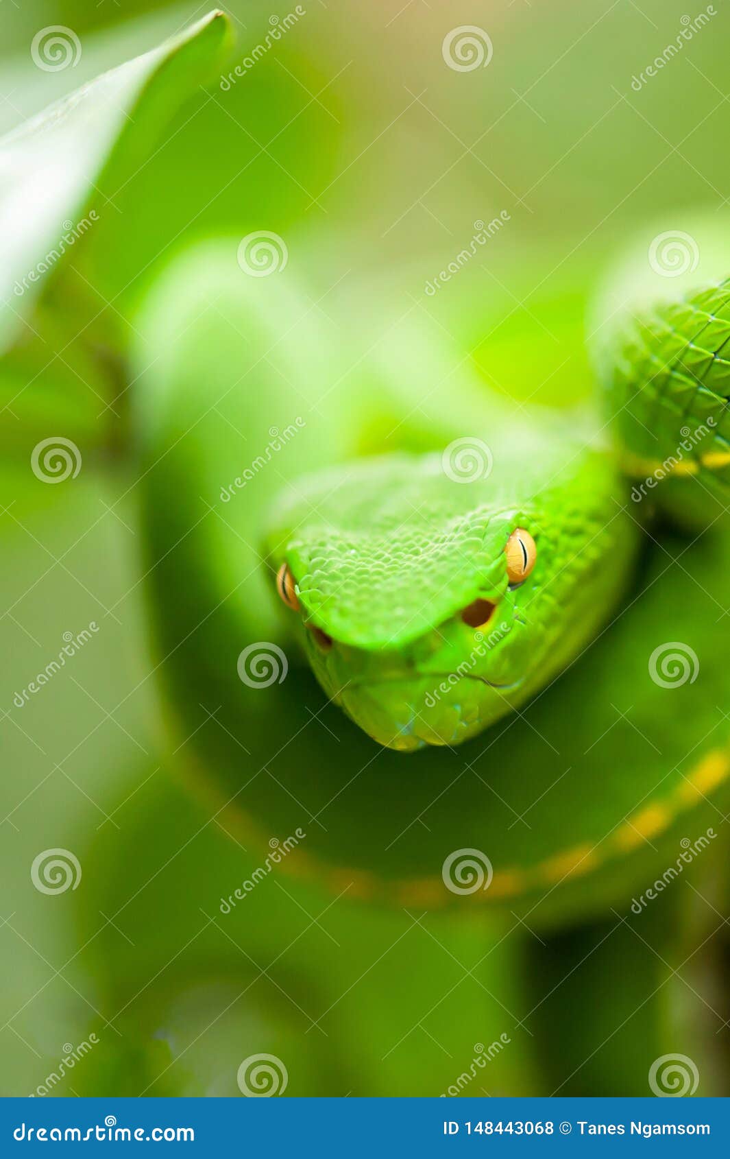 Close, Vogelâ€™s Green Pit Viper in the Wild Tree, Breathtaking Eyes ...
