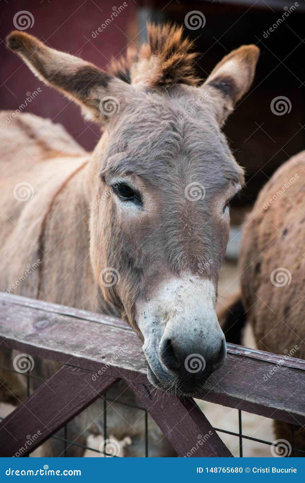 Donkey Face Closeup in a Farm Foto de Stock - Imagem de agricultura ...