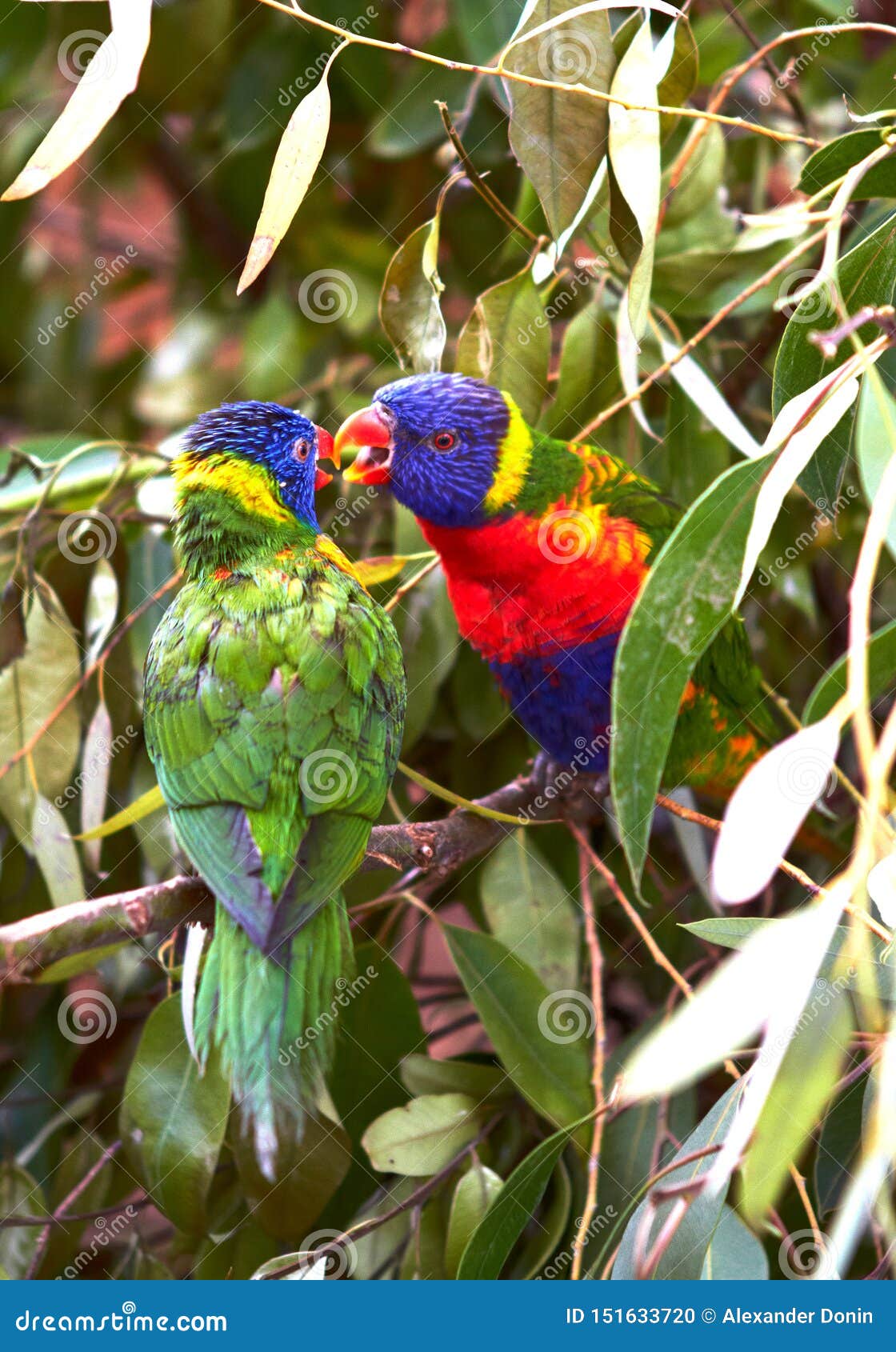 Two Multi-colored Parrots Sit on a Branch and Kiss Arkivfoto - Bild av ...